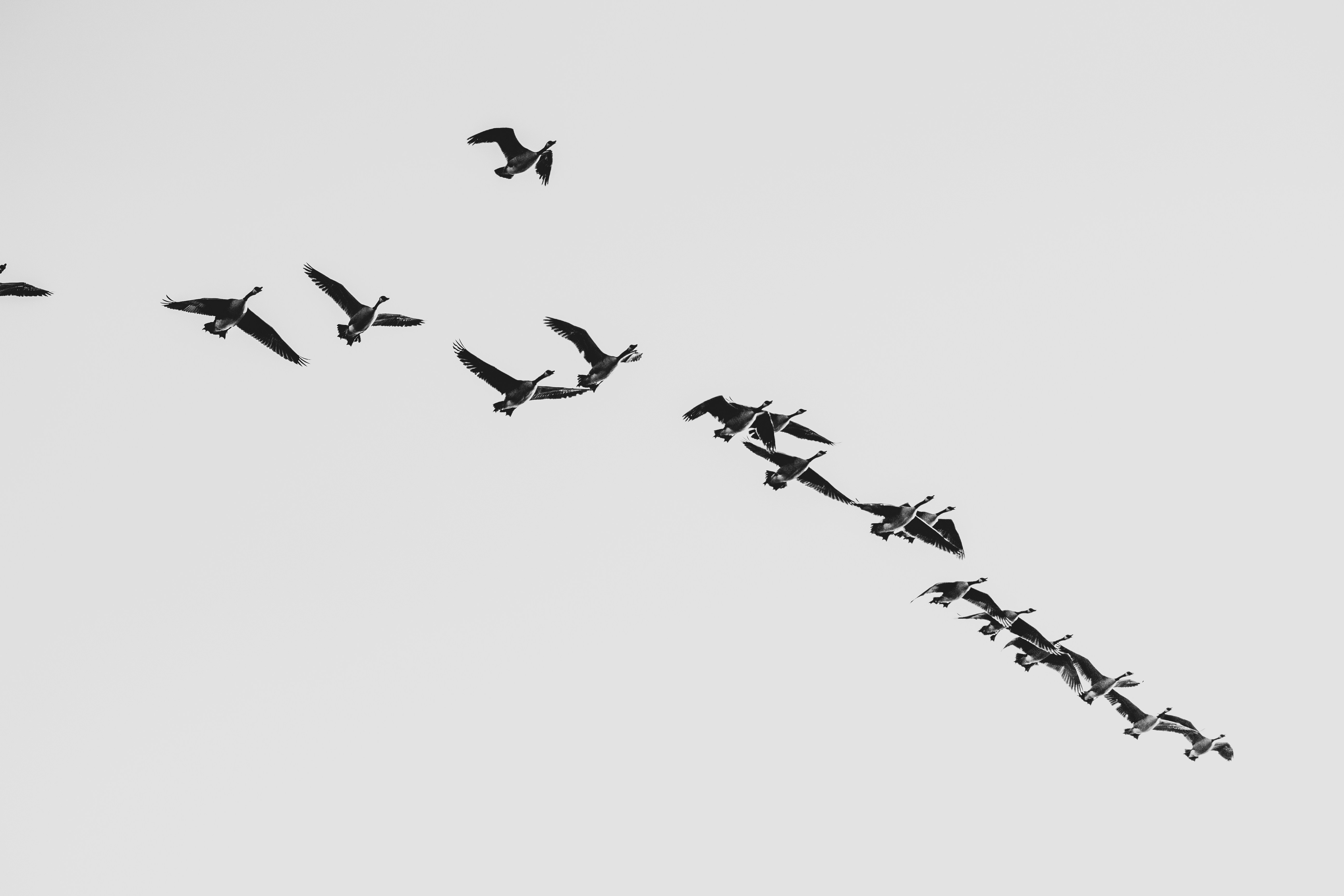 Low angle photography of flock of birds flying under white sky during ...