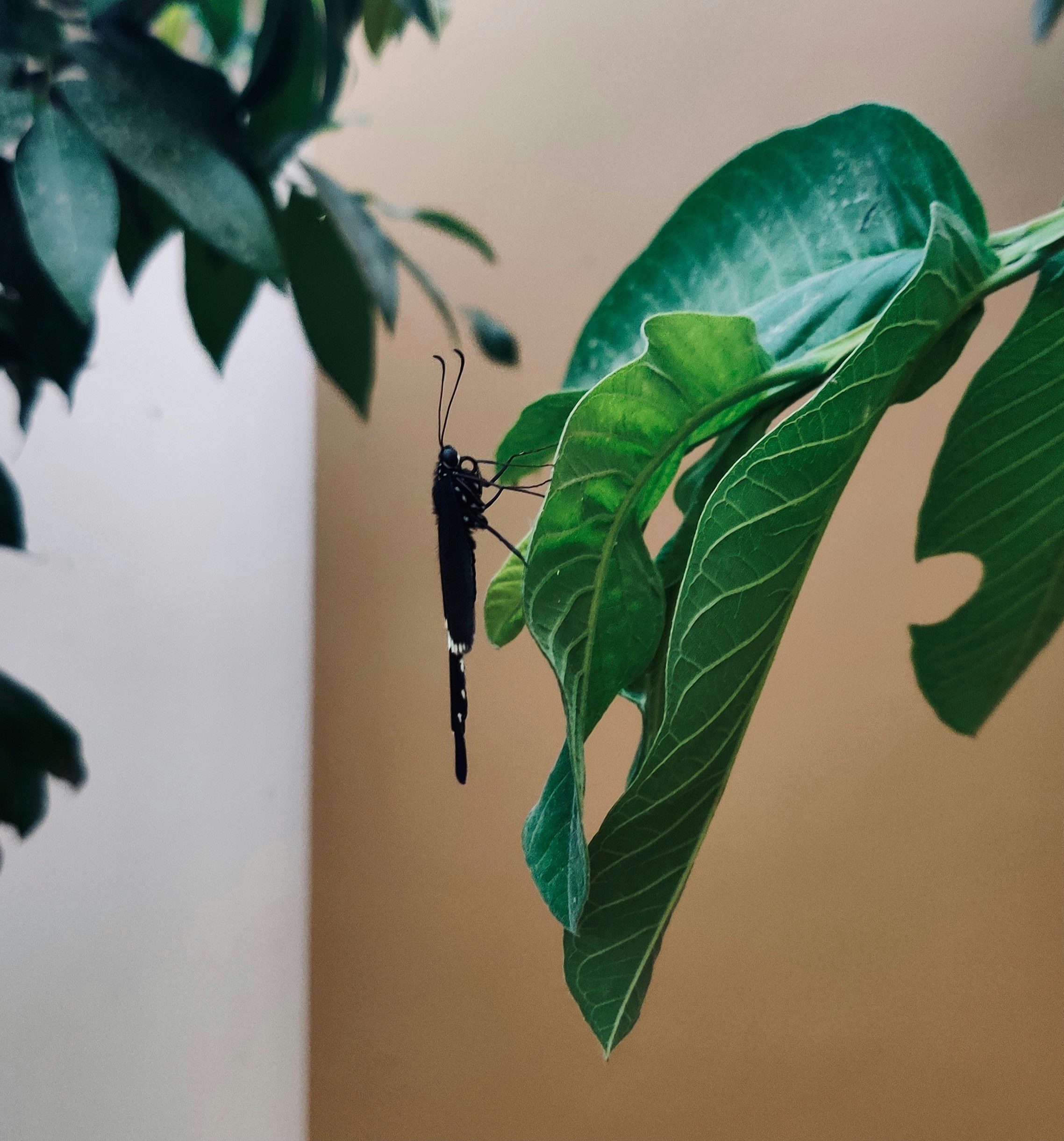 Jade-Leaf Sentinel: A Slender Damselfly Perched by a Warm Beige Wall