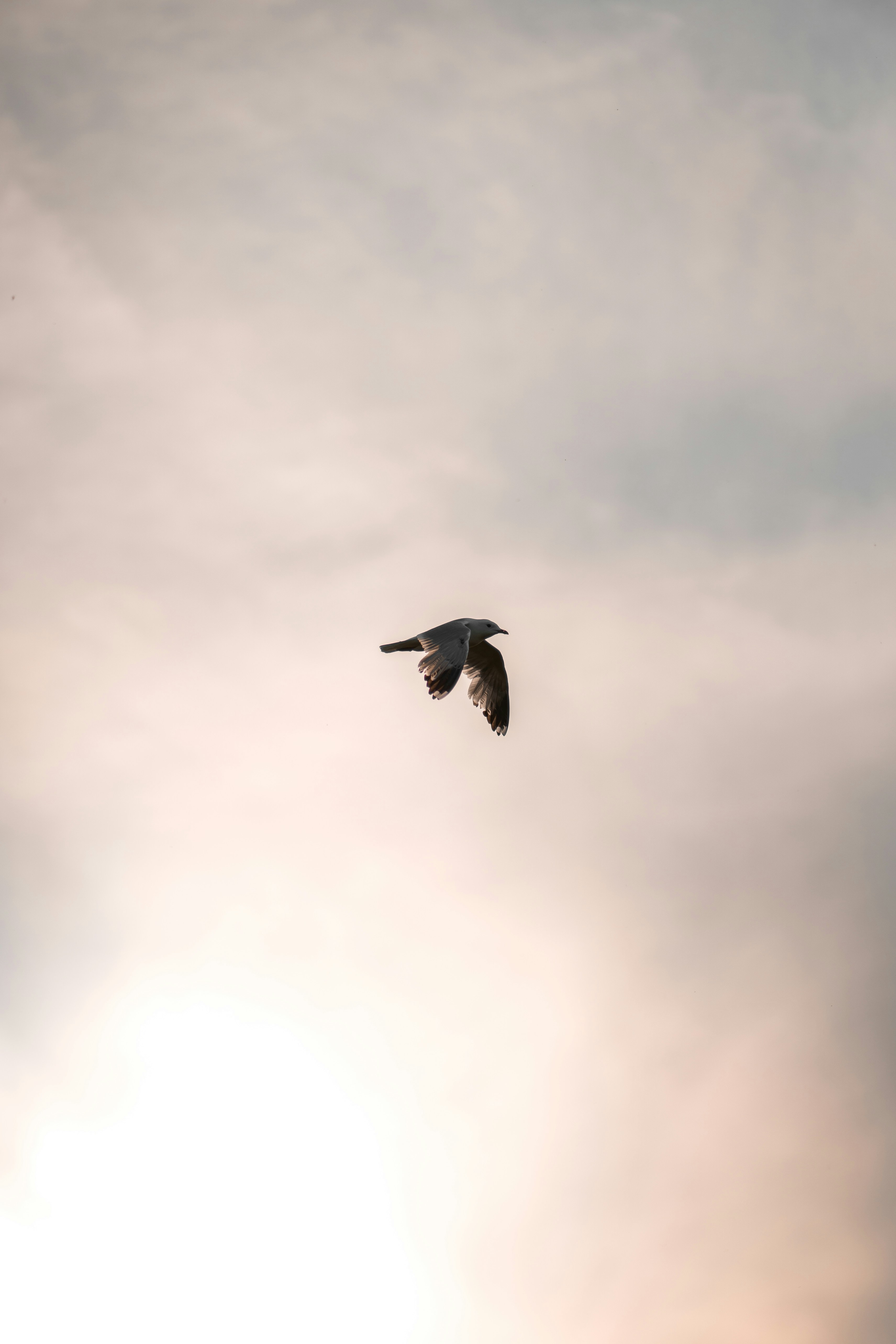 Gaviota de pico negro volando bajo nubes blancas durante el día foto ...