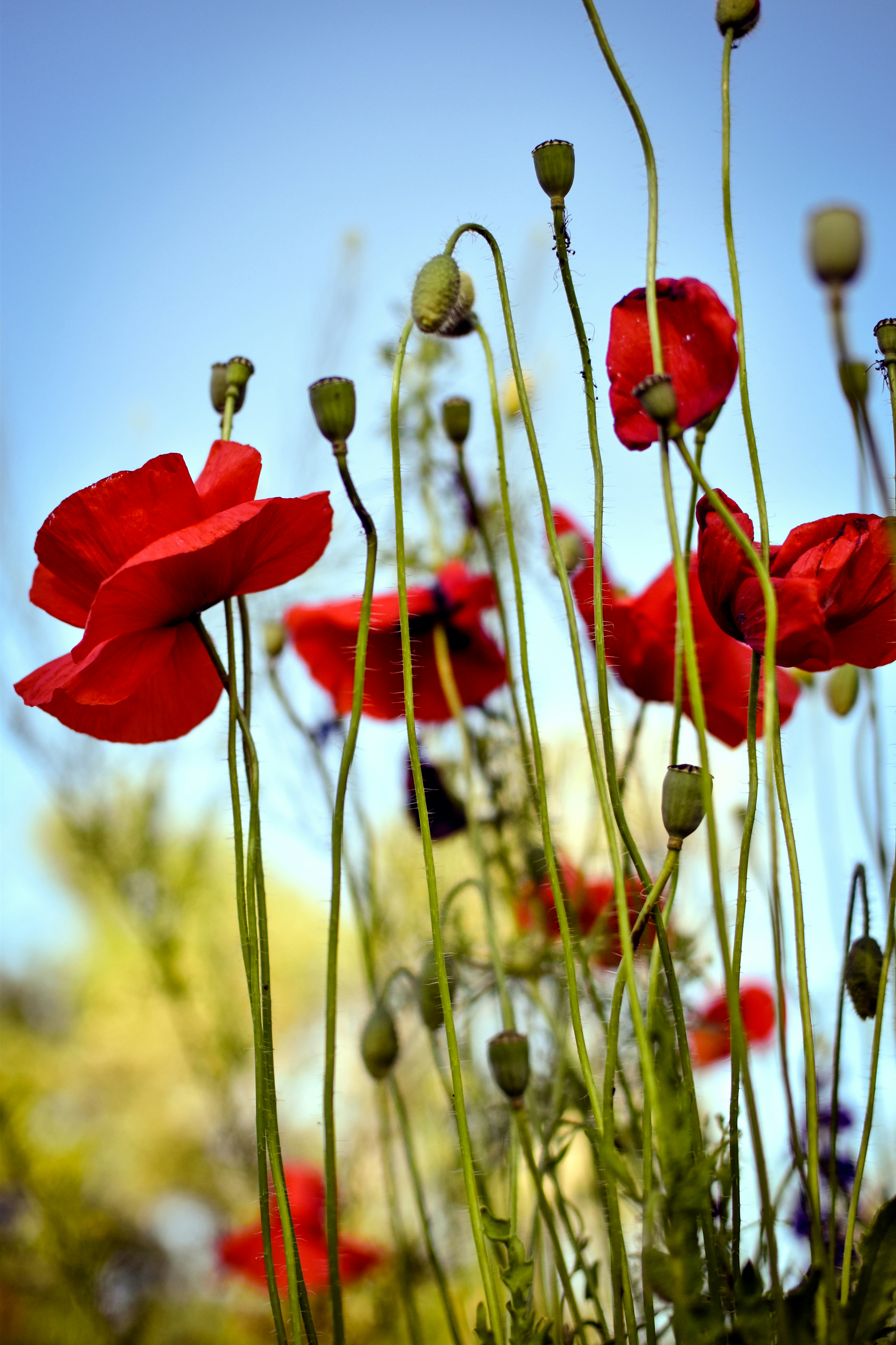 a bunch of red flowers that are in the grass