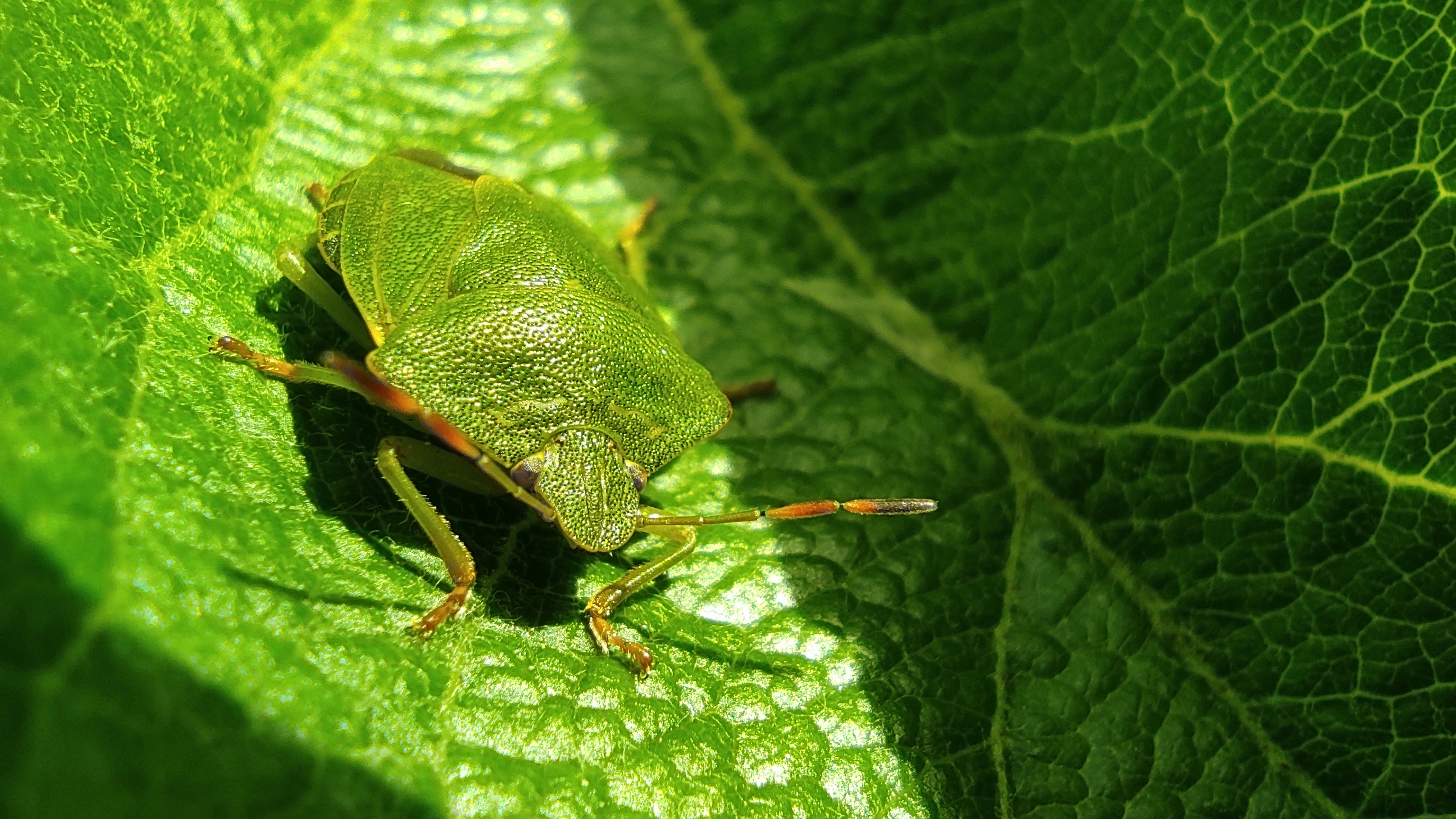 Macro shot of a vibrant green bug resting on a textured leaf, showcasing intricate details and natural colors.