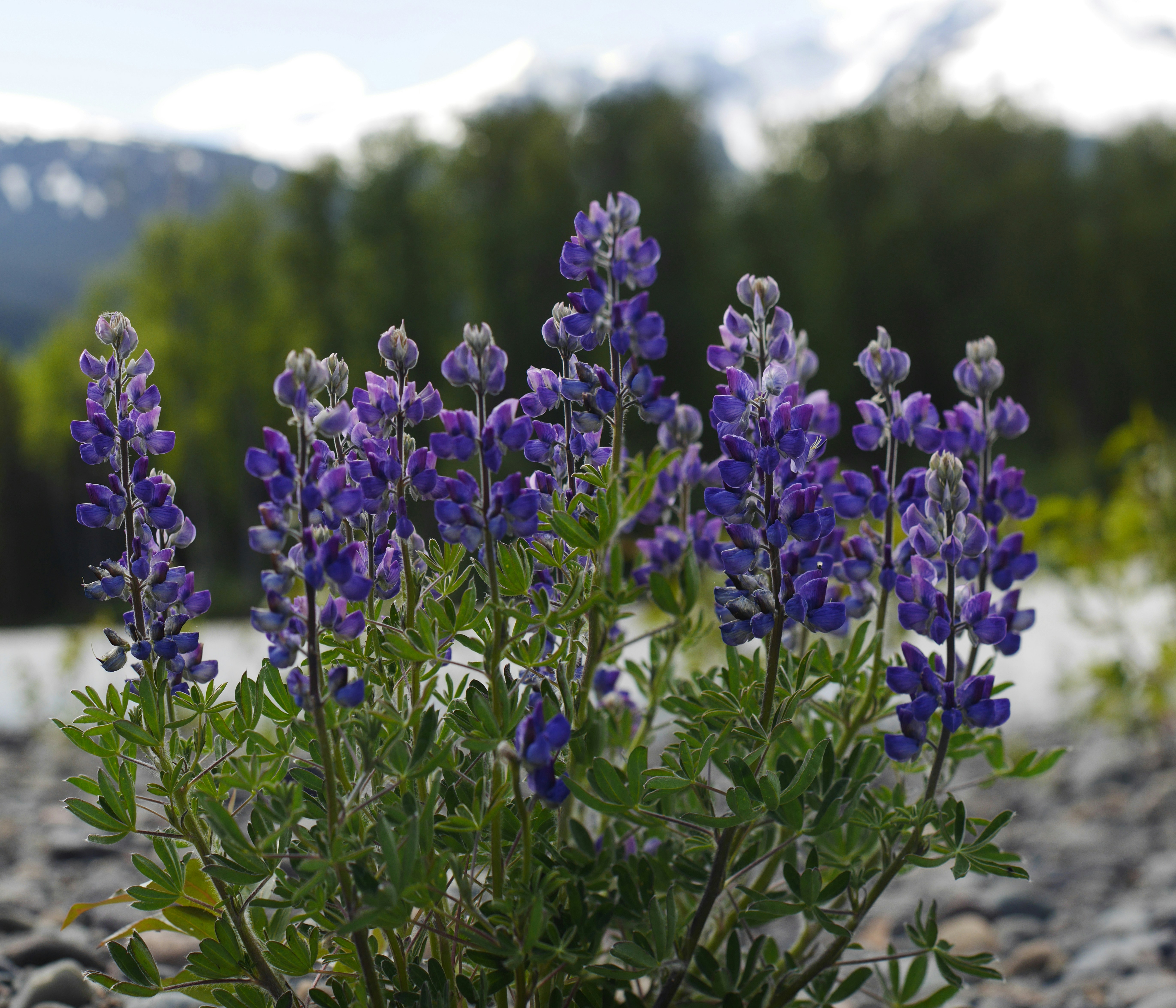 Vibrant cluster of purple lupines flourishing on a rocky riverbank, framed by distant snow-capped mountains and lush greenery.