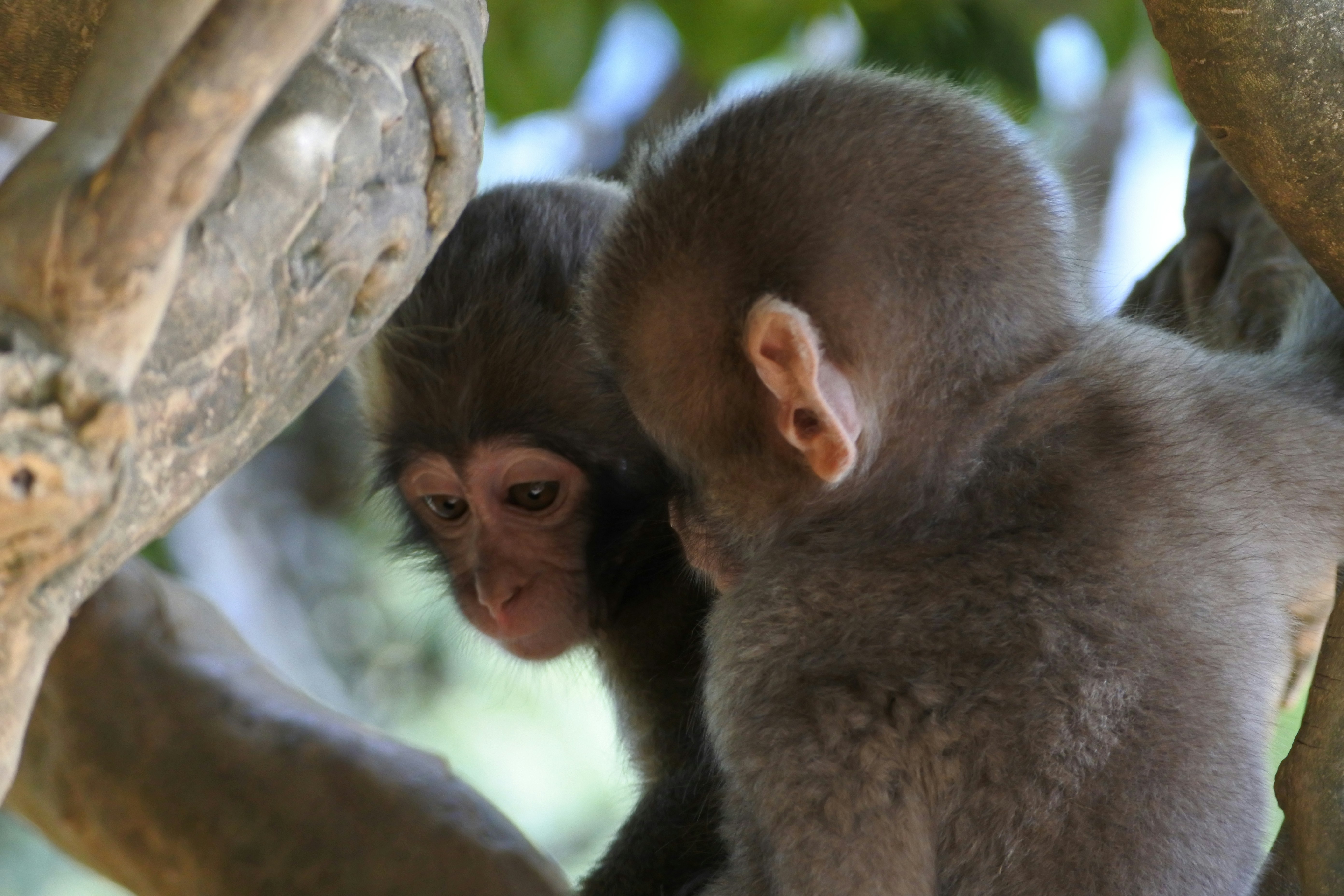 Two young monkeys nestled closely together on a tree branch, showcasing their bond and curiosity.