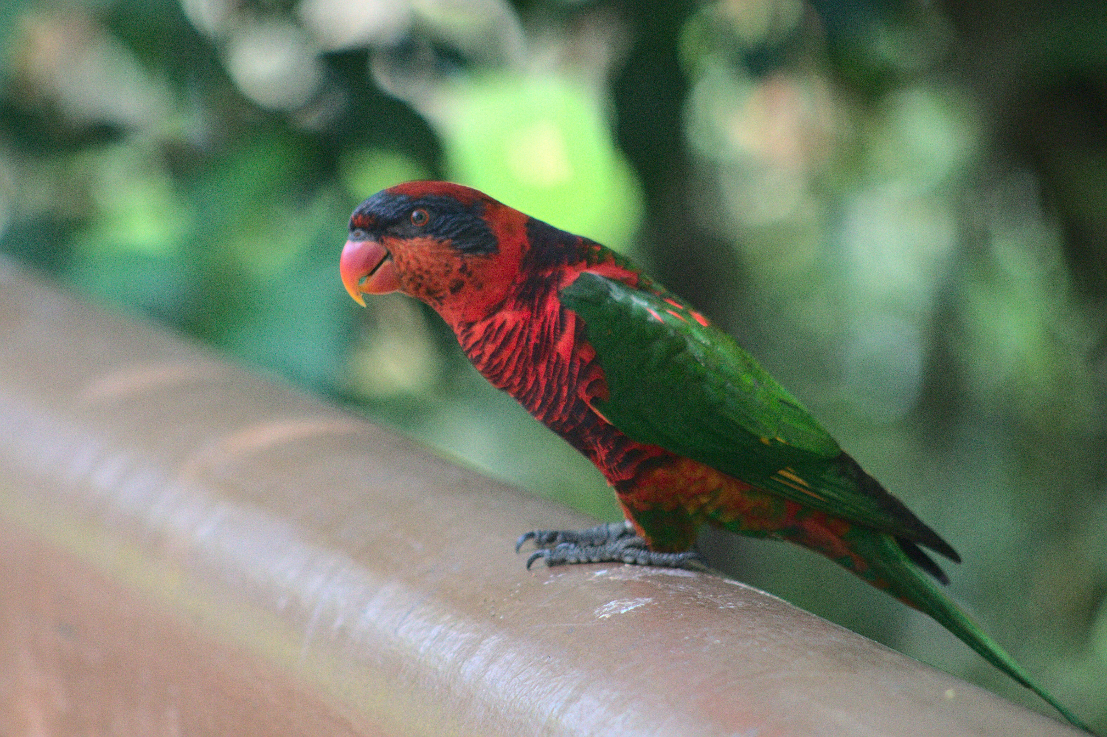 Crimson Parrot Perched on a Weathered Rail Amid Blurred Jungle