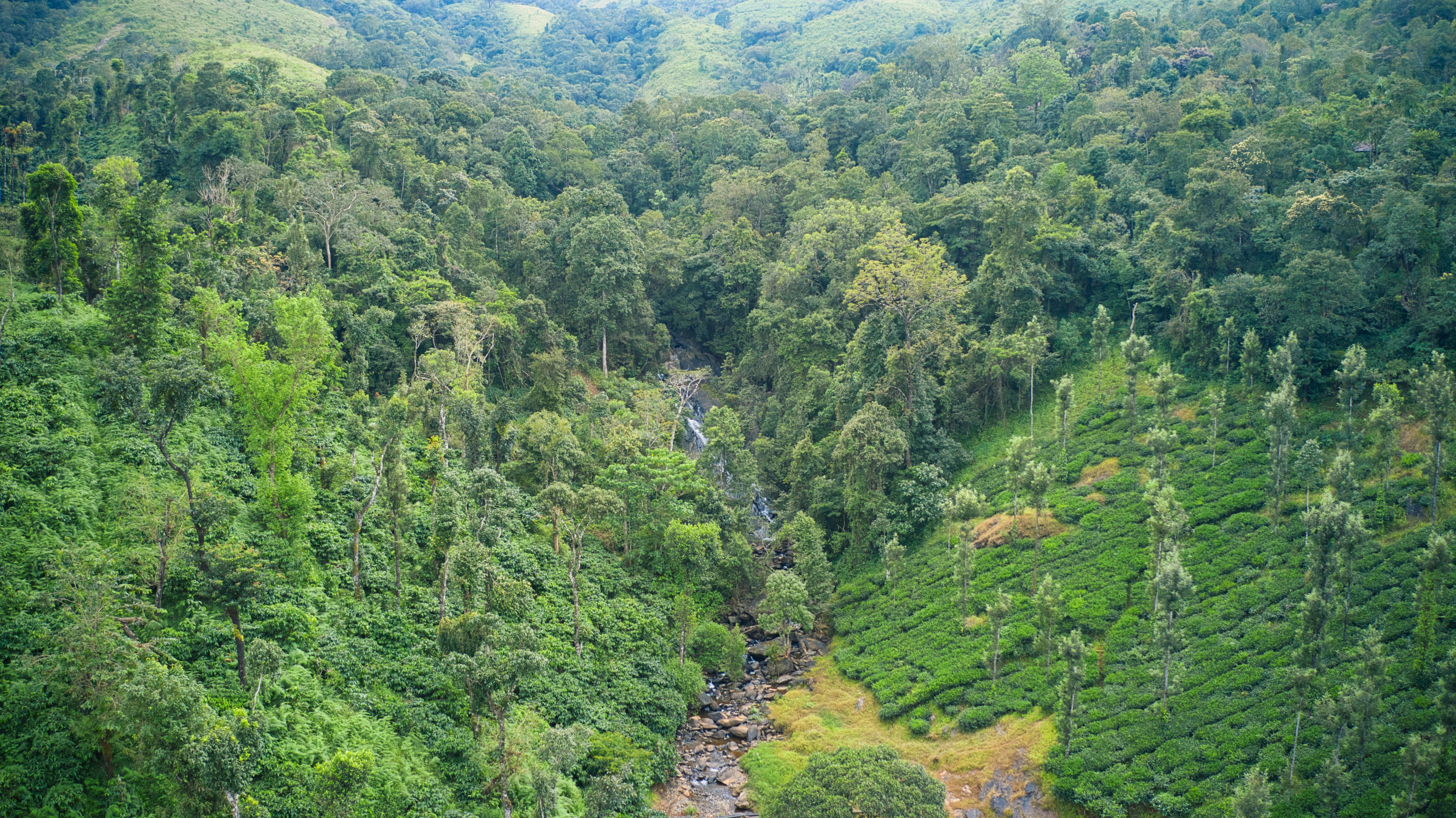 Une forêt verdoyante remplie de nombreux arbres photo – Image gratuite ...