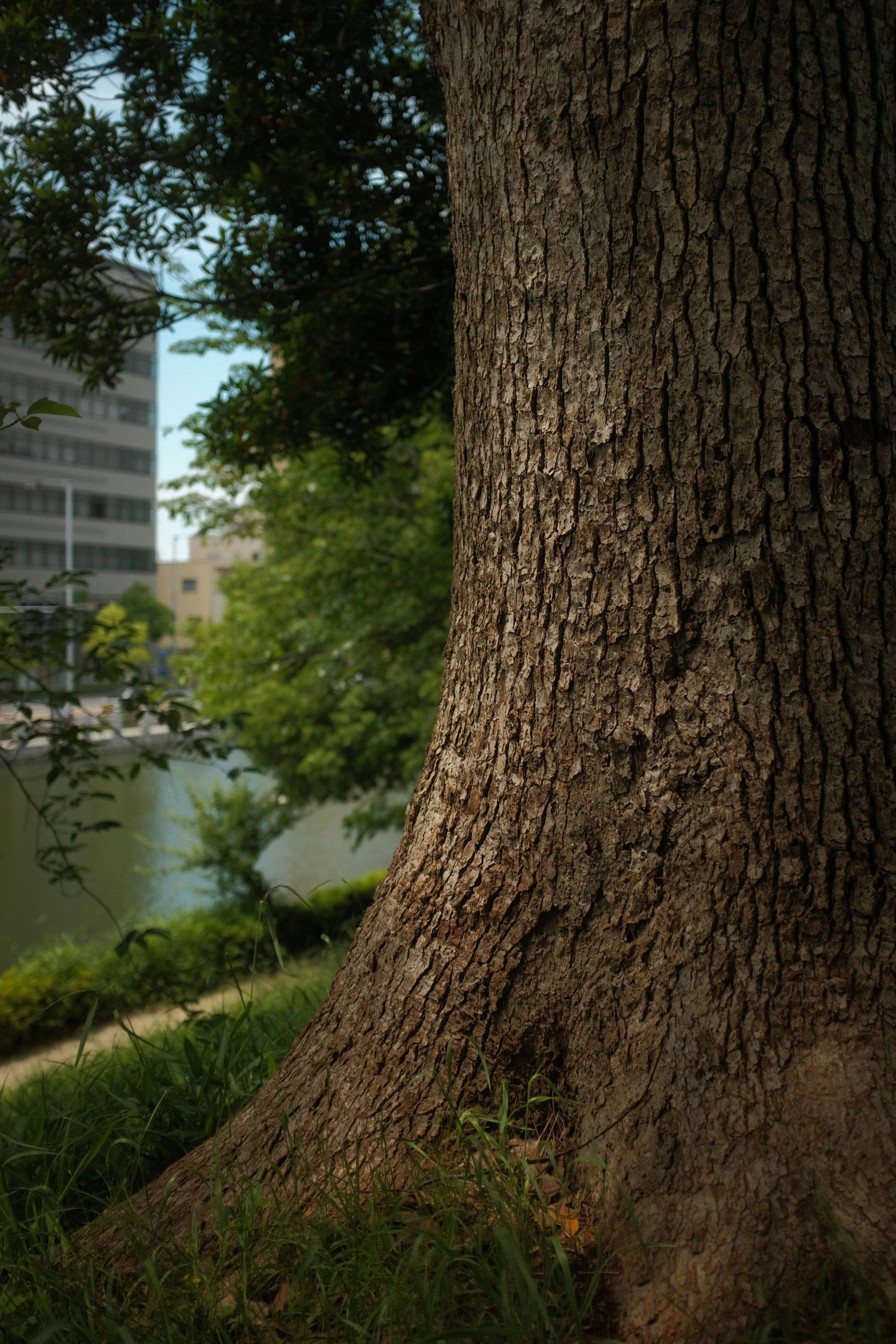 Bark Atlas: The Tree's Textured Frame Around a Quiet Cityscape