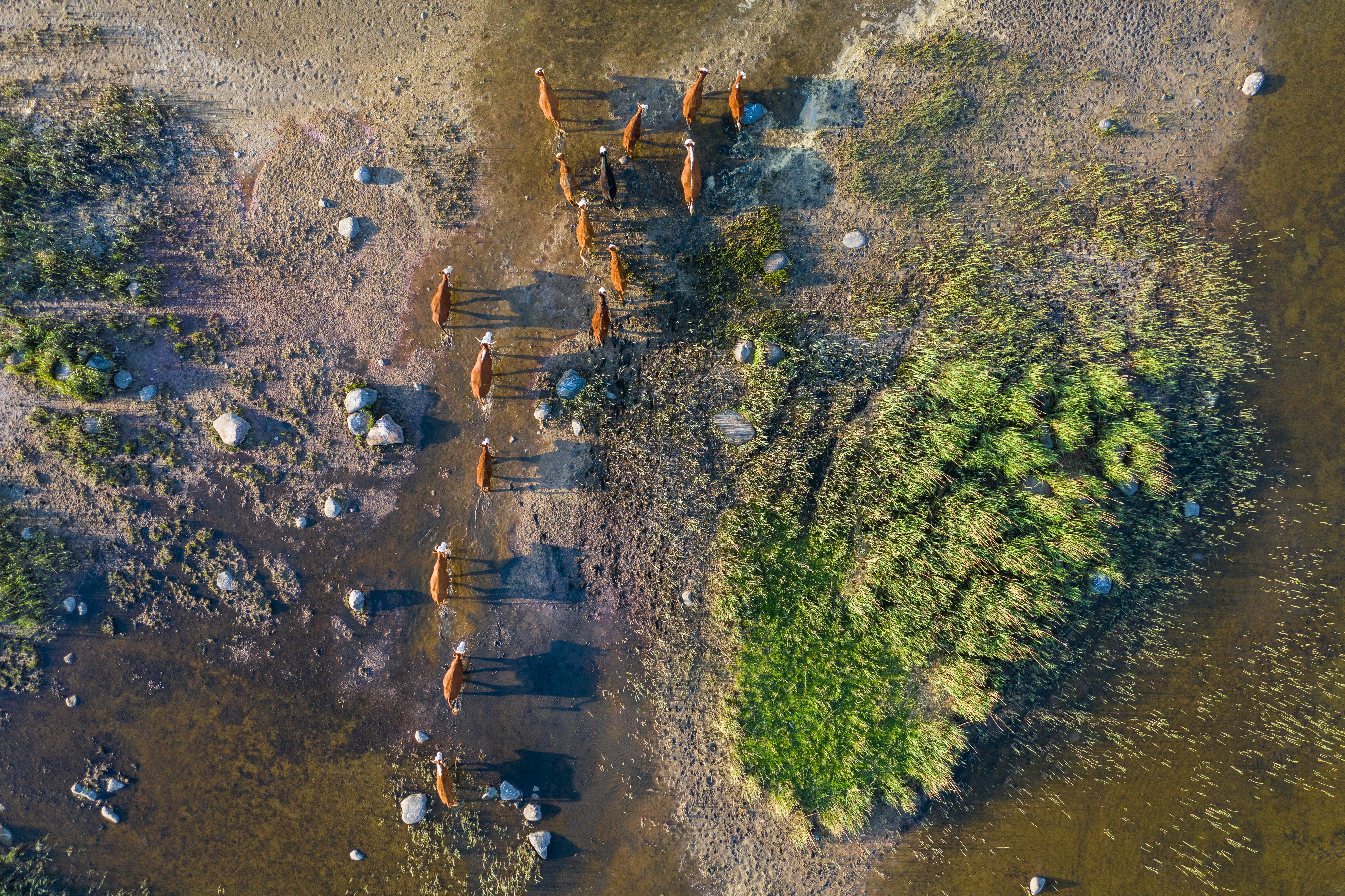 Aerial view of a herd of cattle grazing on a marshy landscape, surrounded by rocks and greenery.