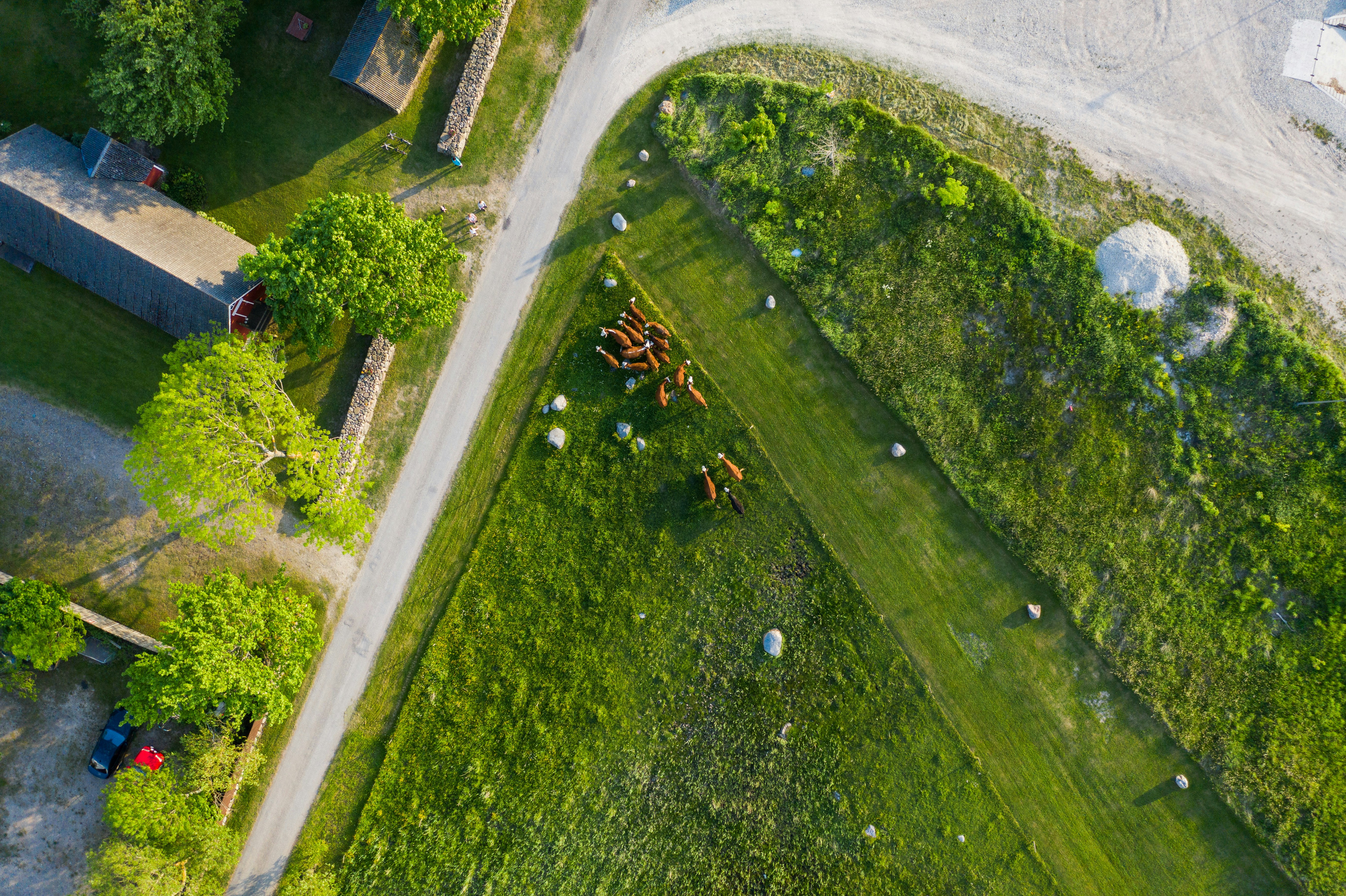 Cows walking on the fields of Kihnu, Estonia