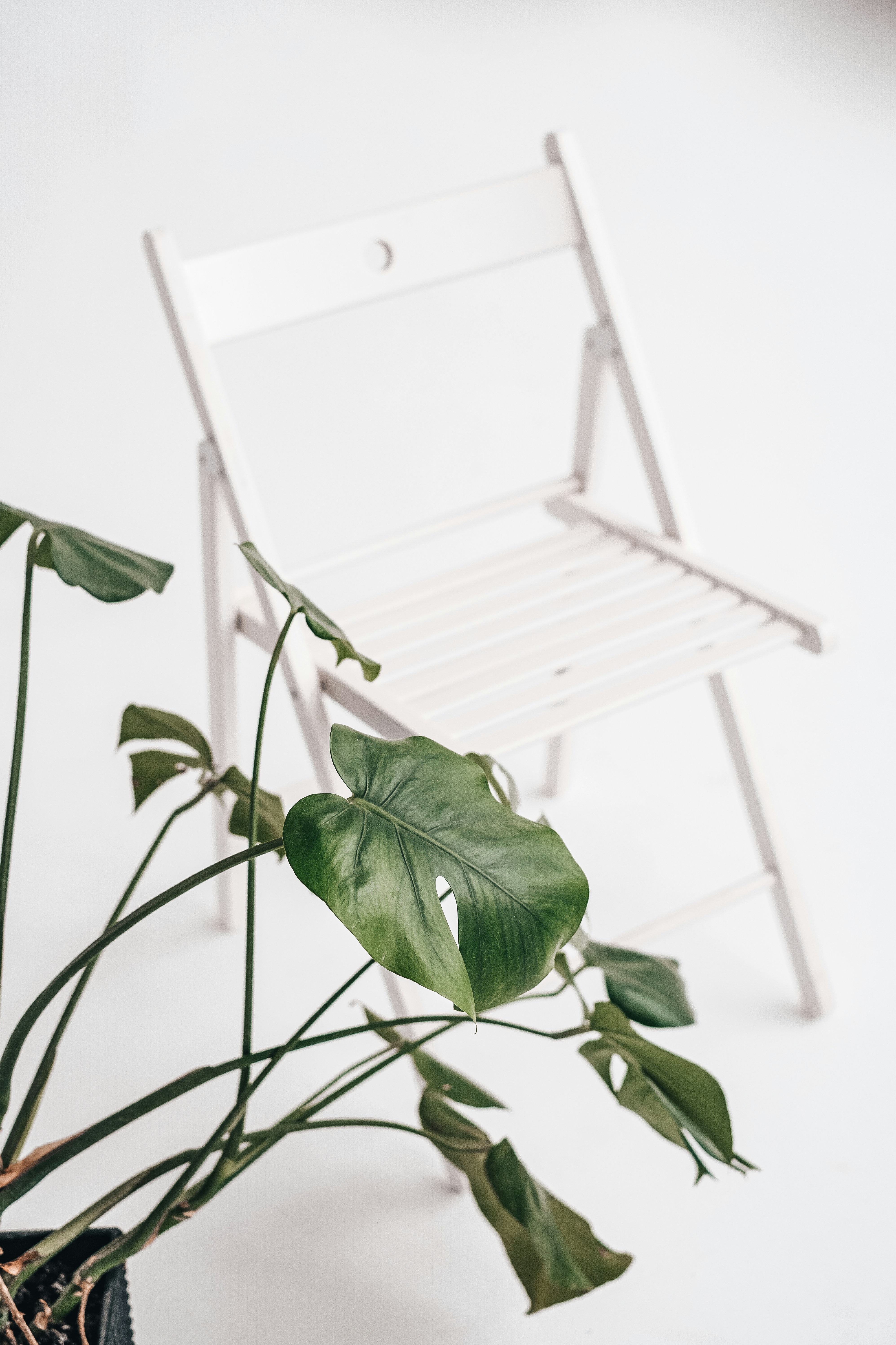green leaves on white metal frame