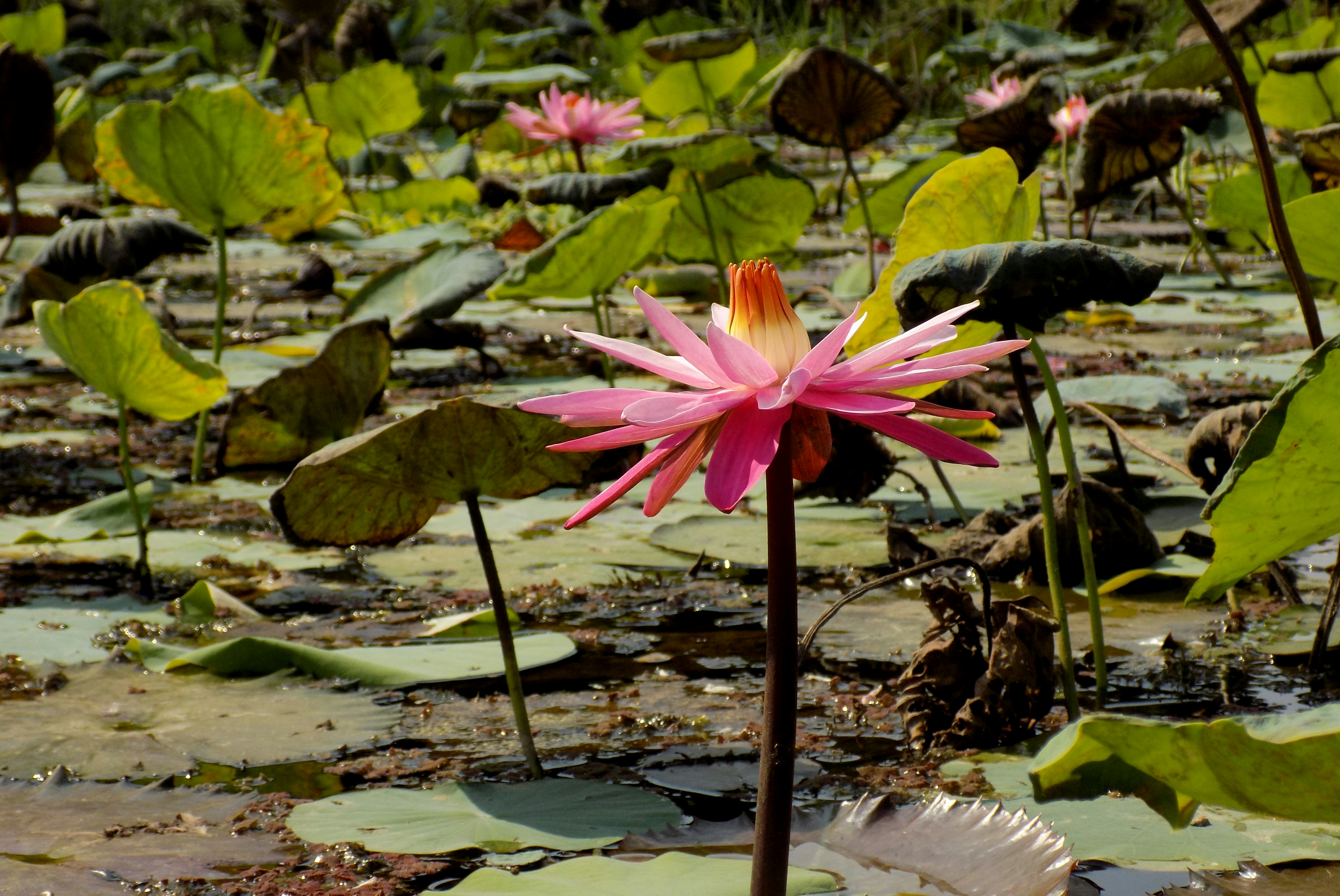 Pink lotus flower emerging from a pond surrounded by green leaves.