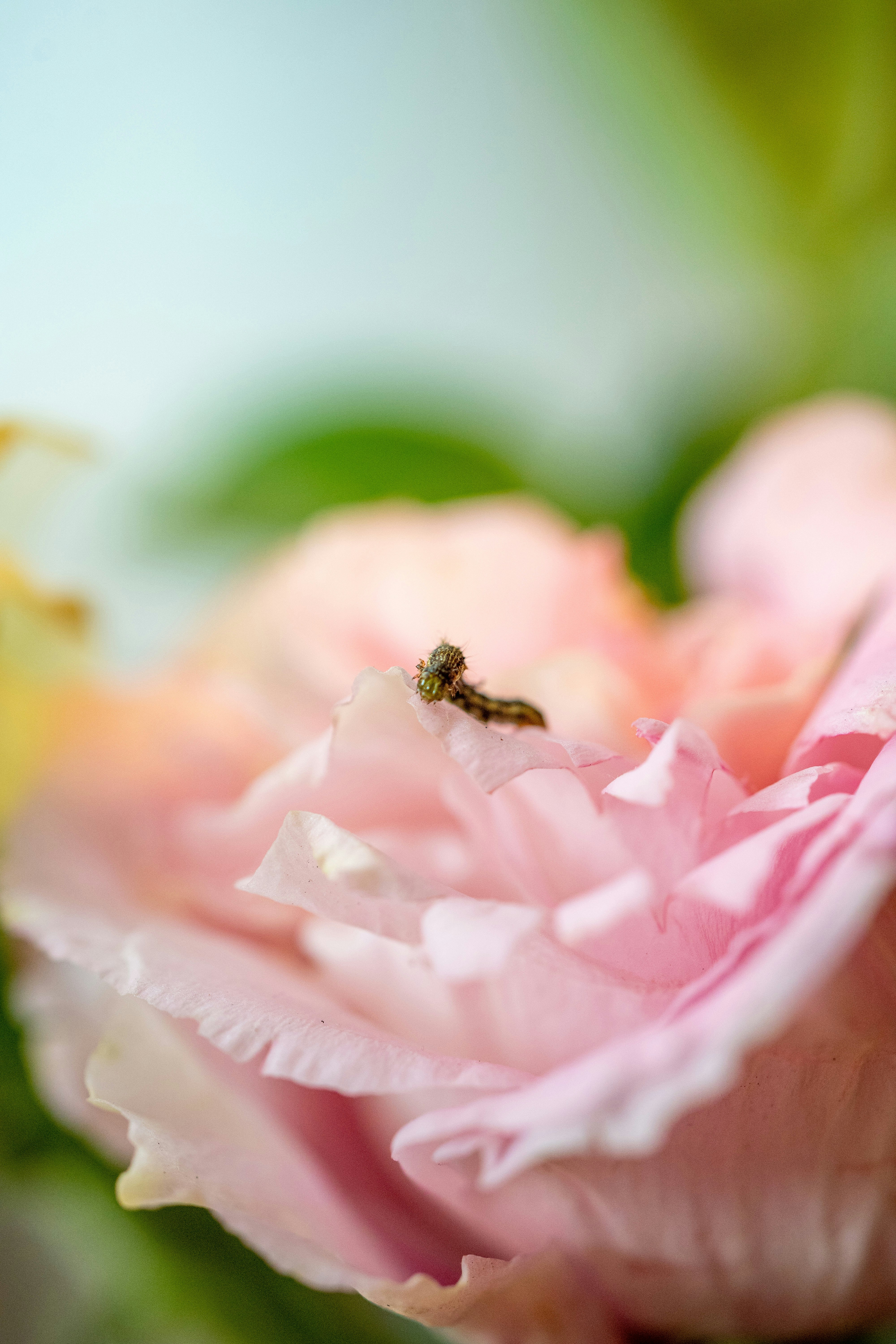 a small insect sitting on top of a pink flower