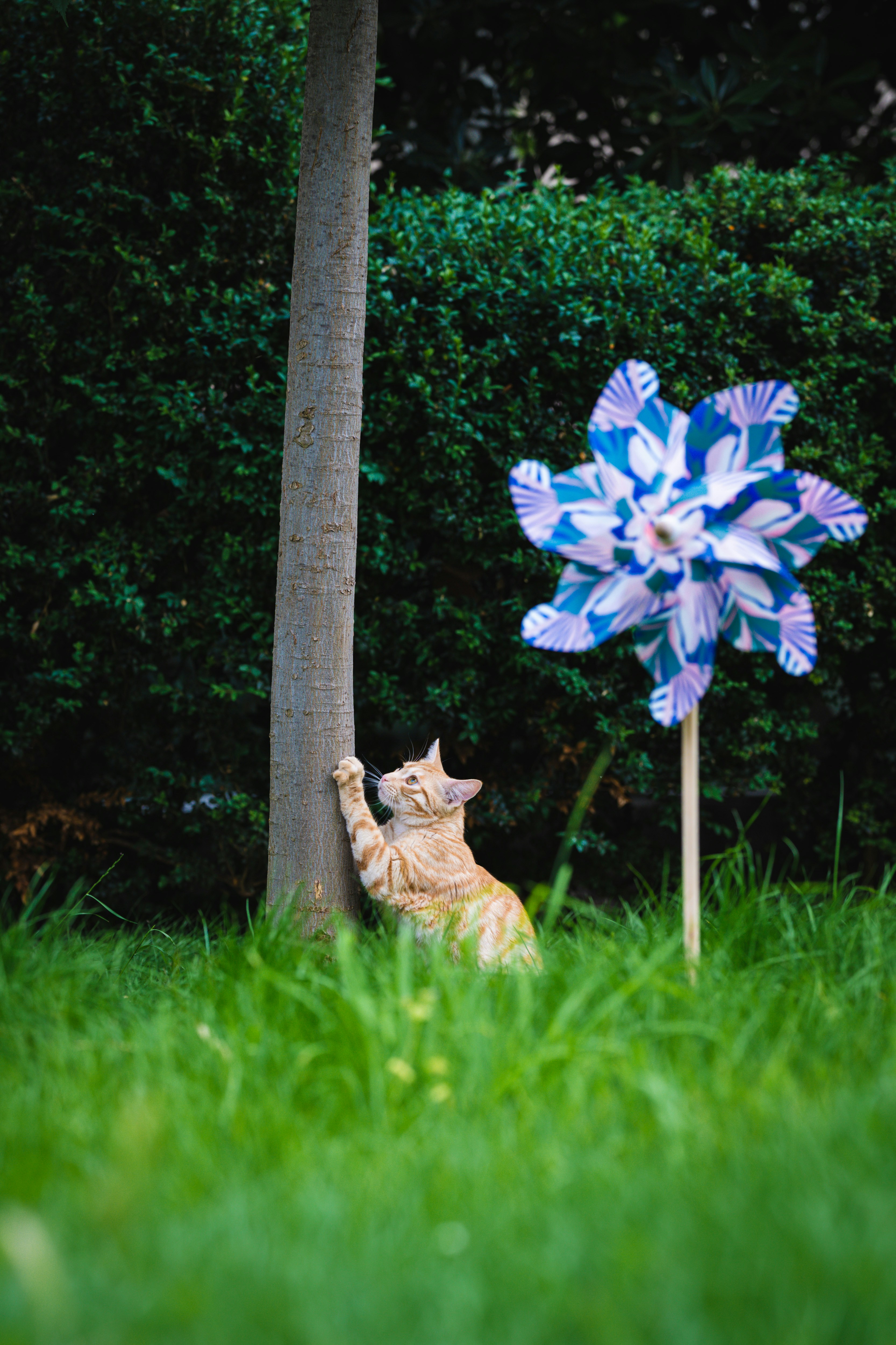 Ginger Cat Reaches for the Trunk as a Blue-Striped Pinwheel Spins in the Garden