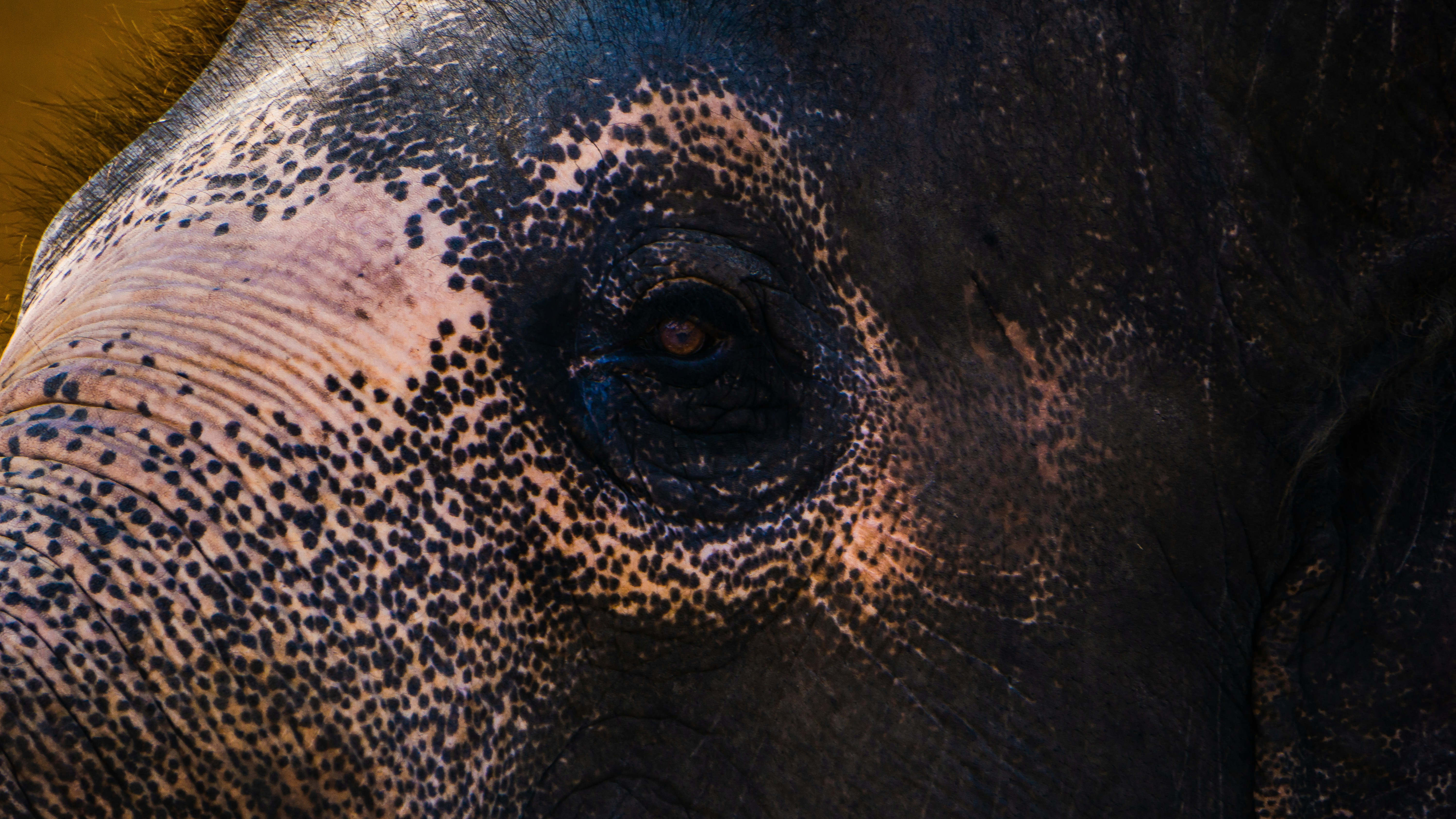 Gaze Through Dappled Armor: An Elephant Eye in Close Focus