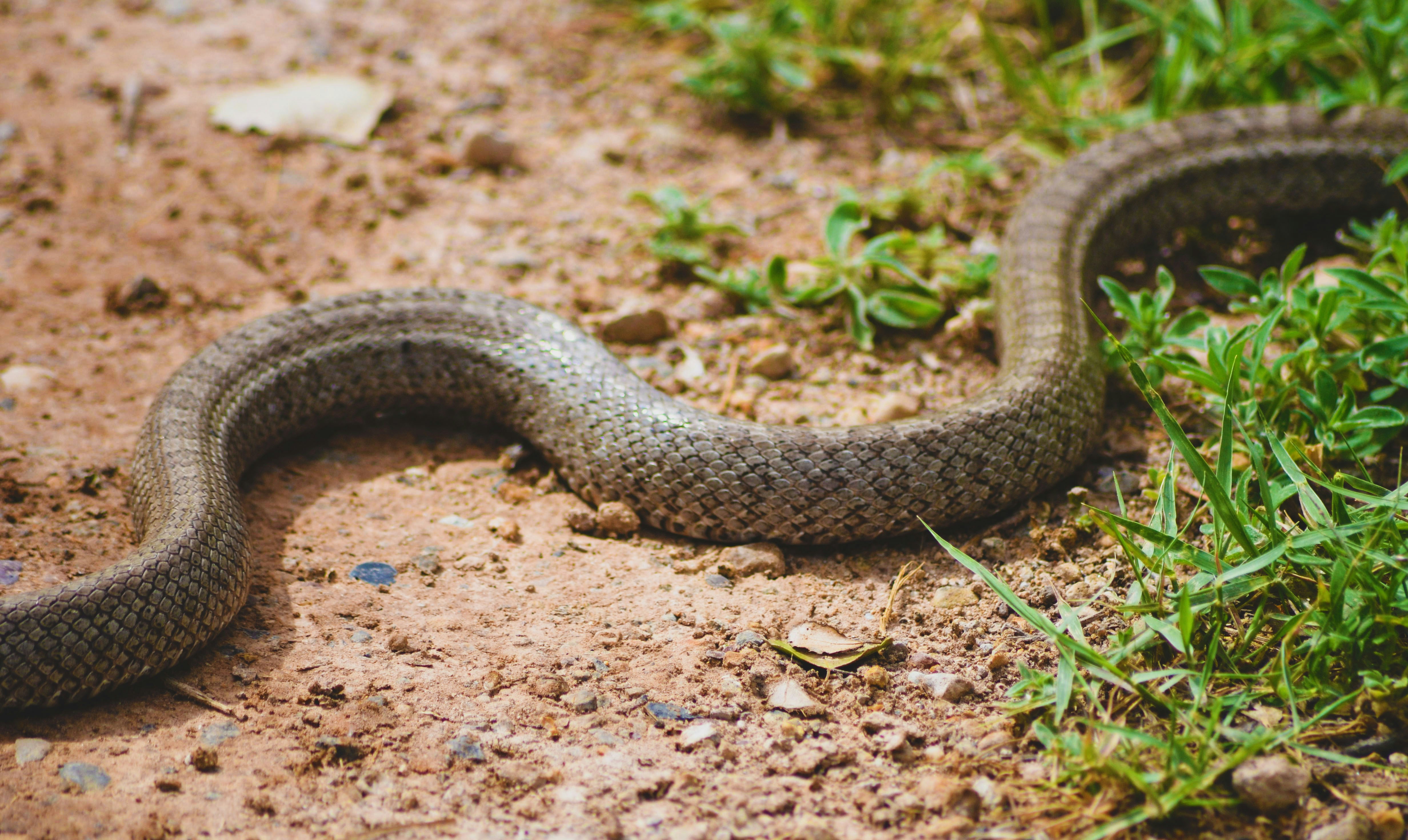 A snake that is laying on the ground photo – Free Moab Image on Unsplash