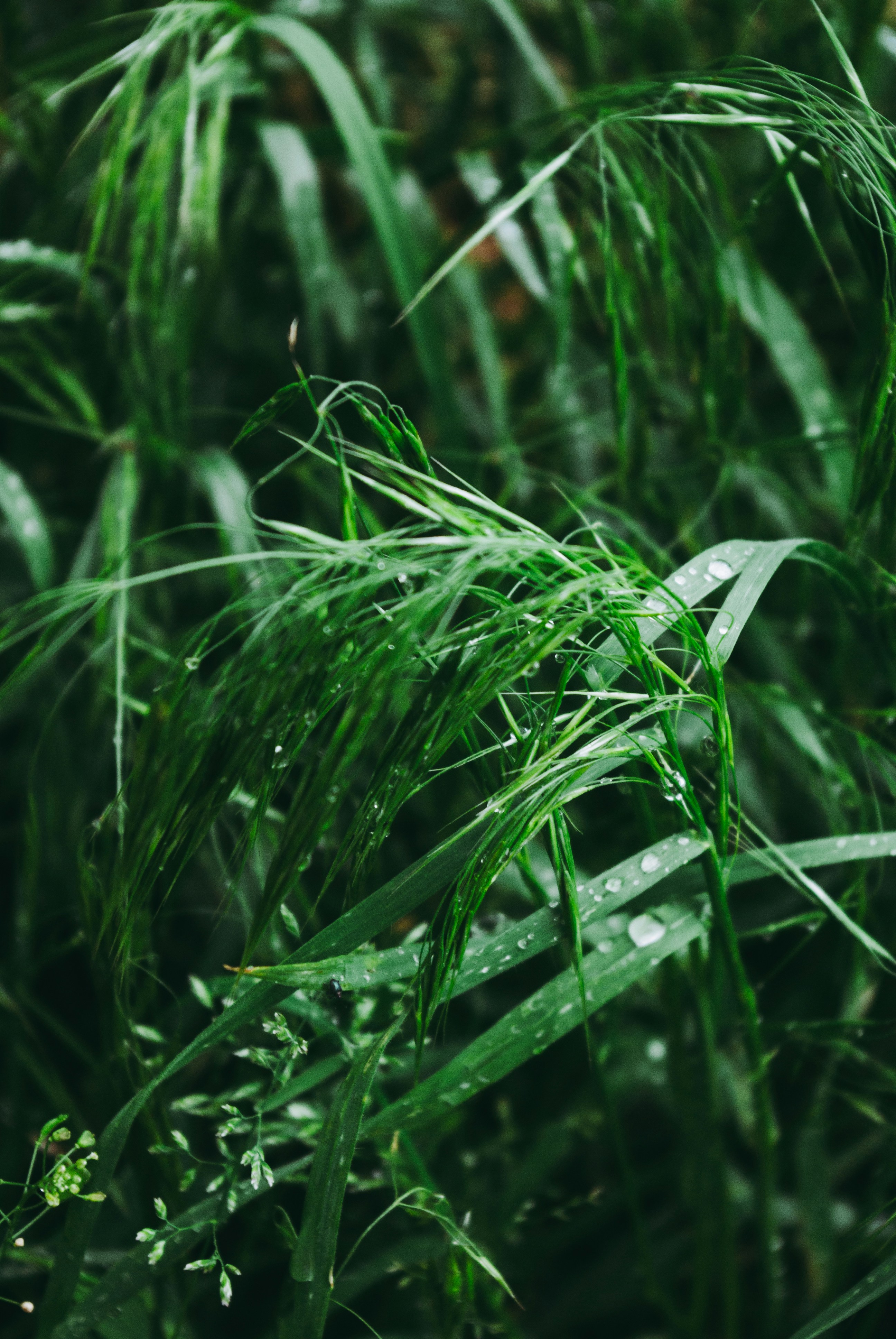Grass Water Pictures | Download Free Images on Unsplash