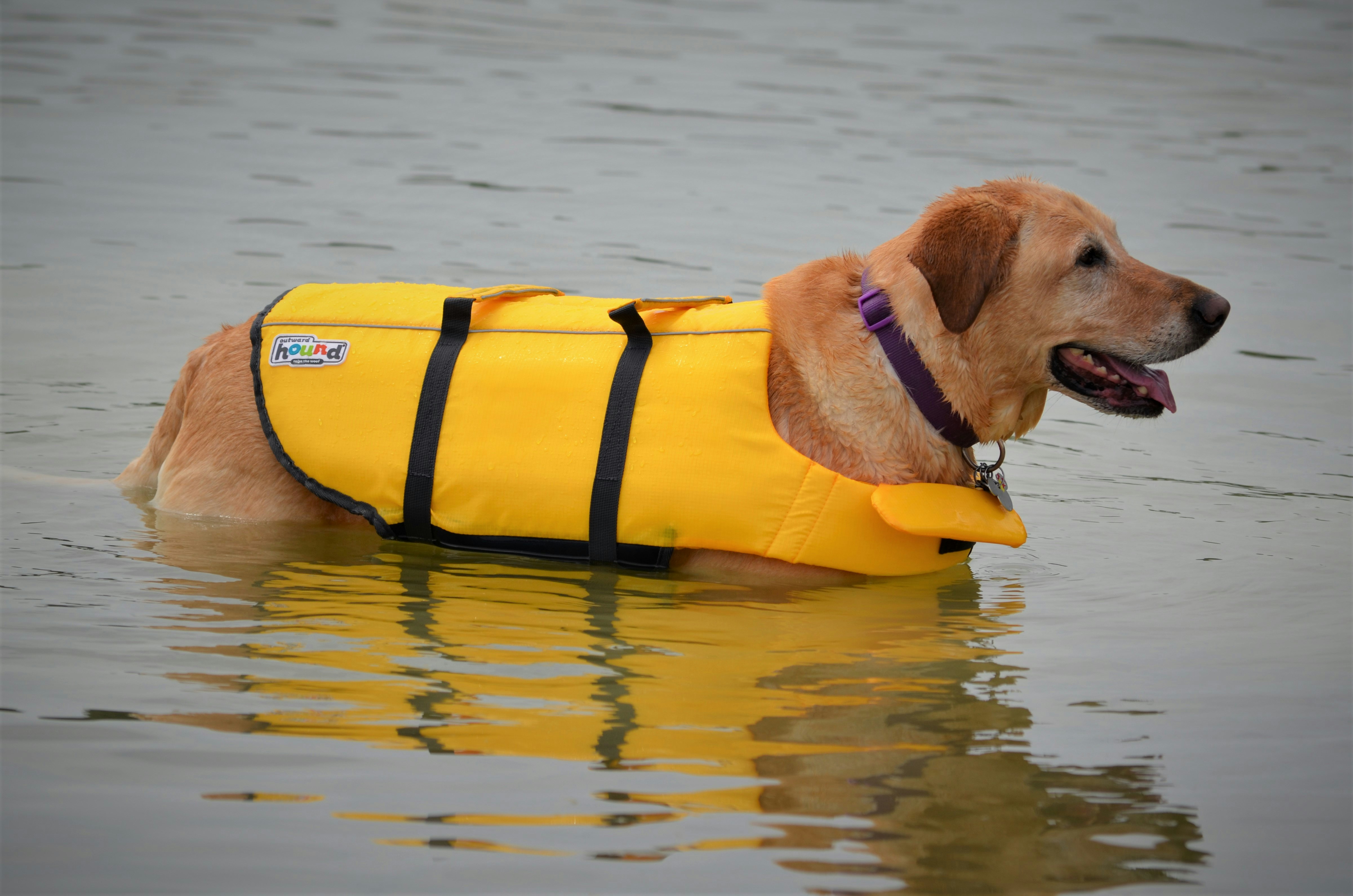 Golden Life Jacket: A Lifesaving Moment on the Calm Sea