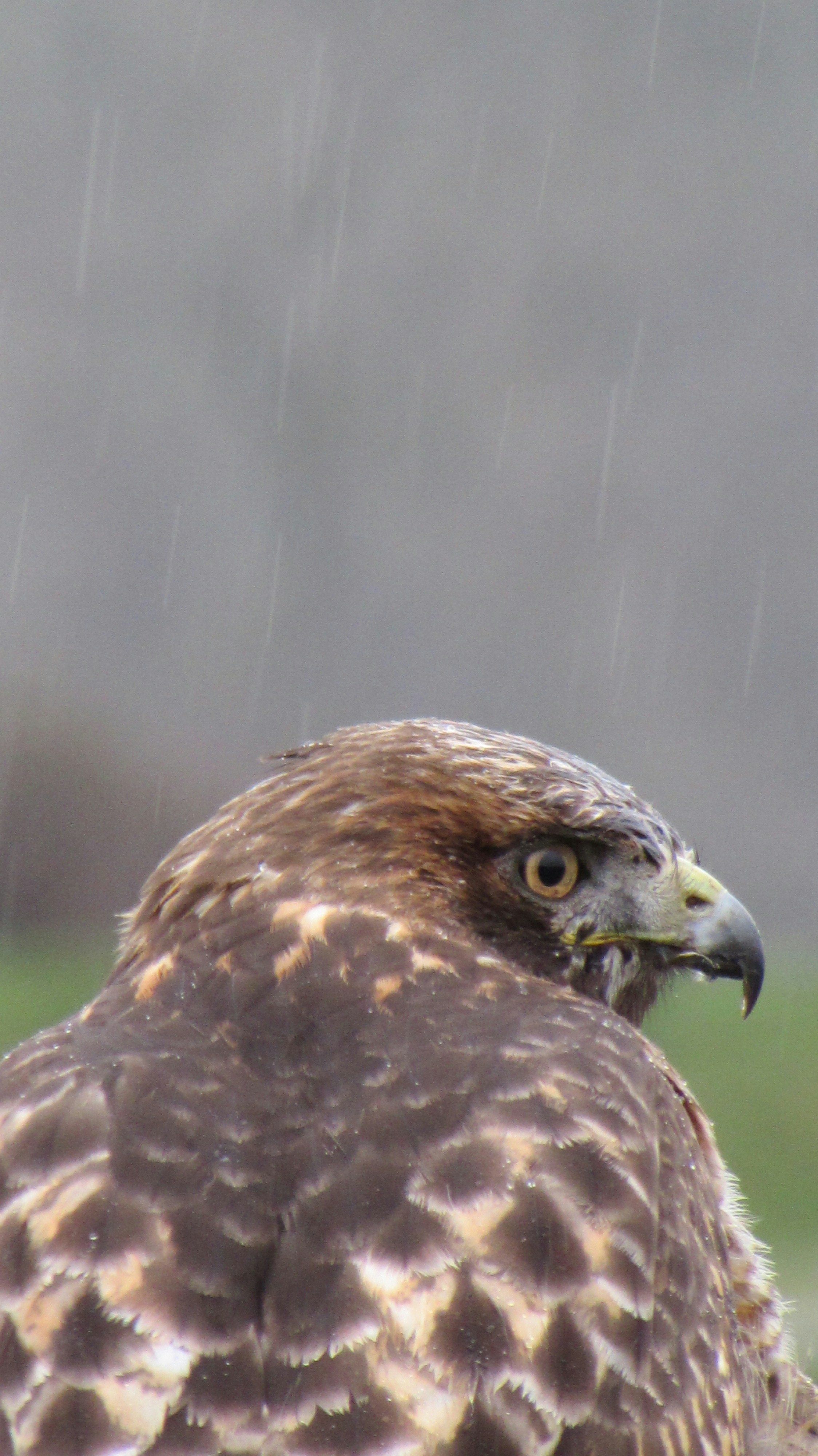 Hawk perched with raindrops streaking down, showcasing its sharp gaze and detailed plumage.