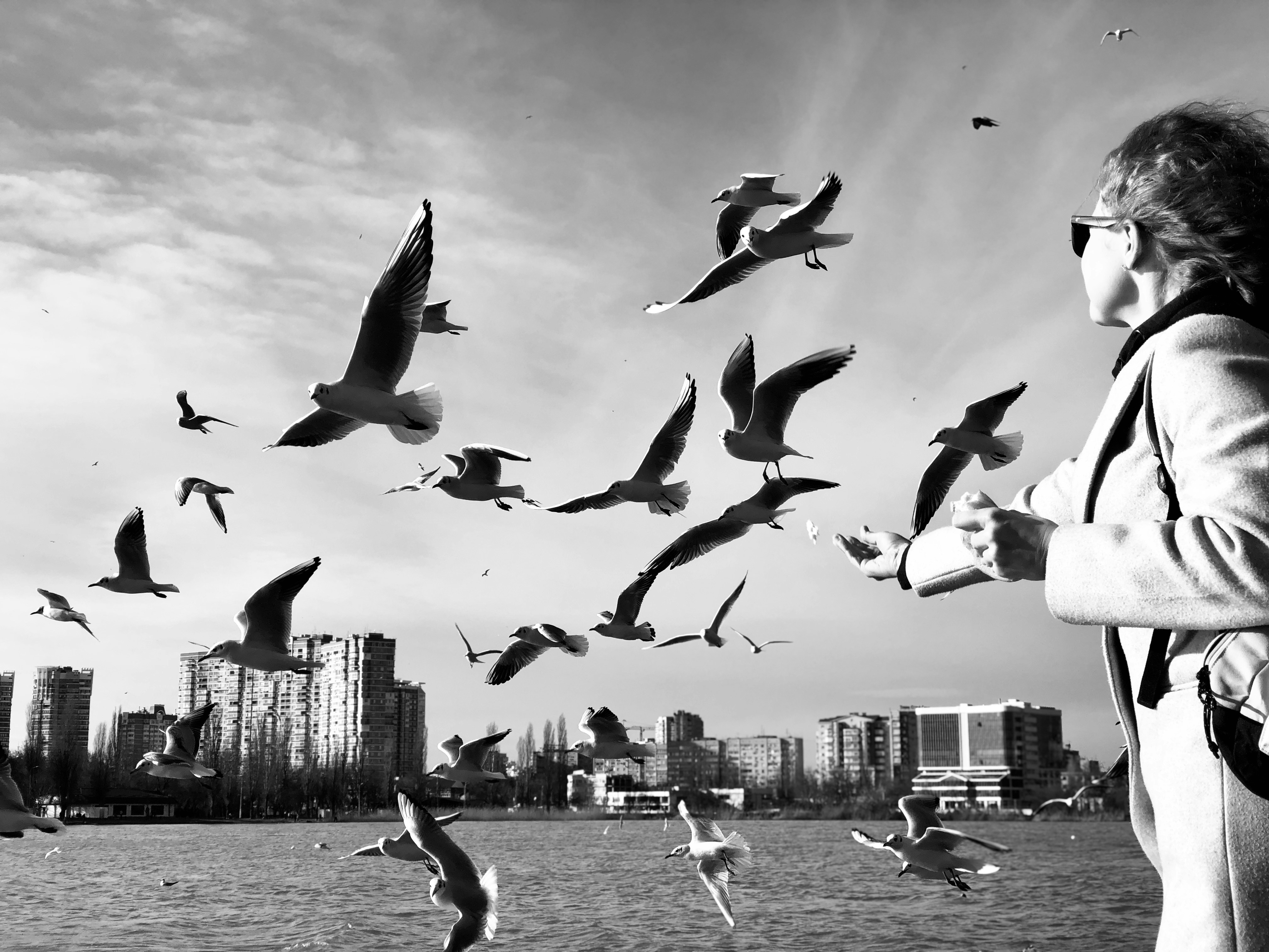Winged Conversation Over a Monochrome City