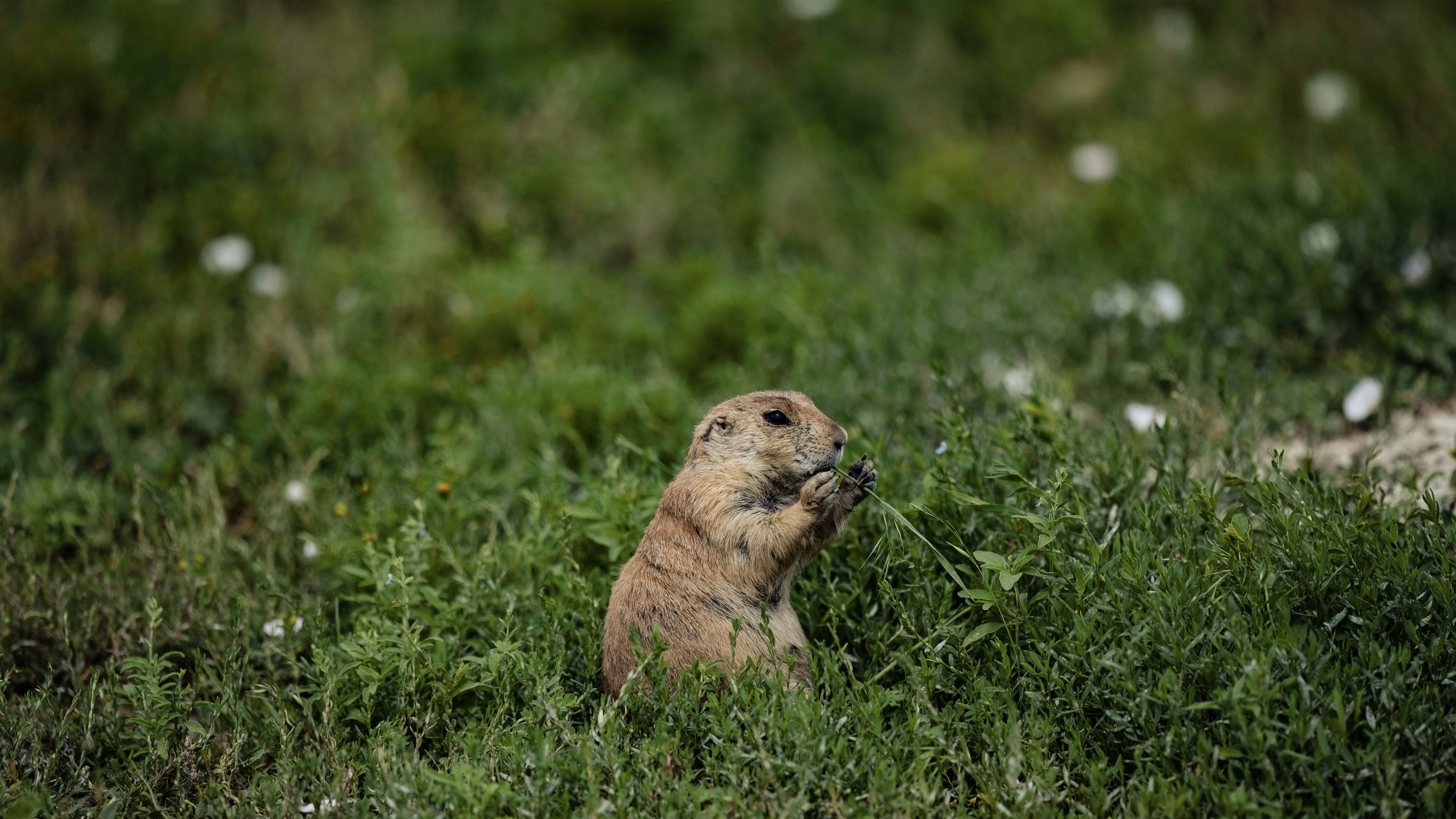 Prairie dog munching on grass in a vibrant green field, showcasing its natural habitat. The scene captures the essence of wildlife in a serene environment.