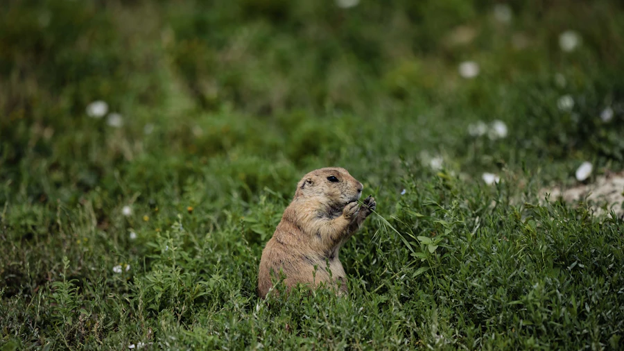 A prairie dog sits upright in dense green grass, holding food near its mouth. Softly blurred background keeps attention on the small animal.