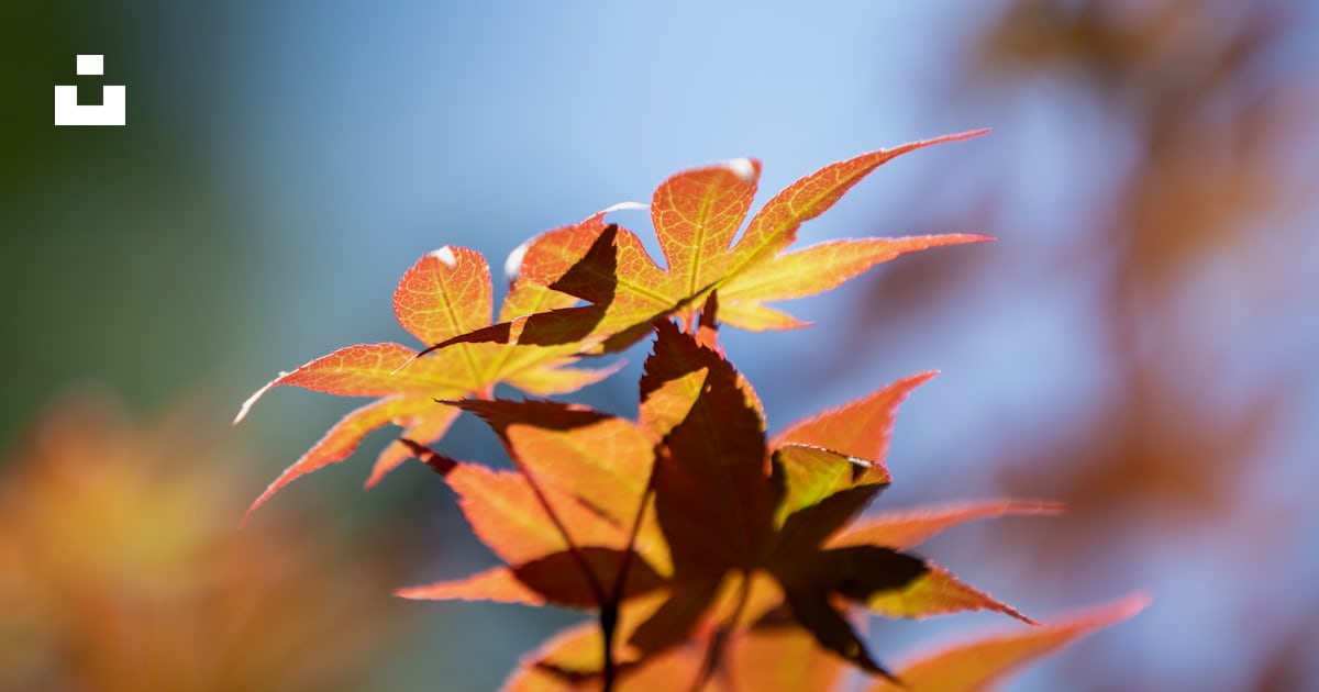 背景に青い空を持つ緑豊かな植物の接写の写真 Unsplashの無料日本写真