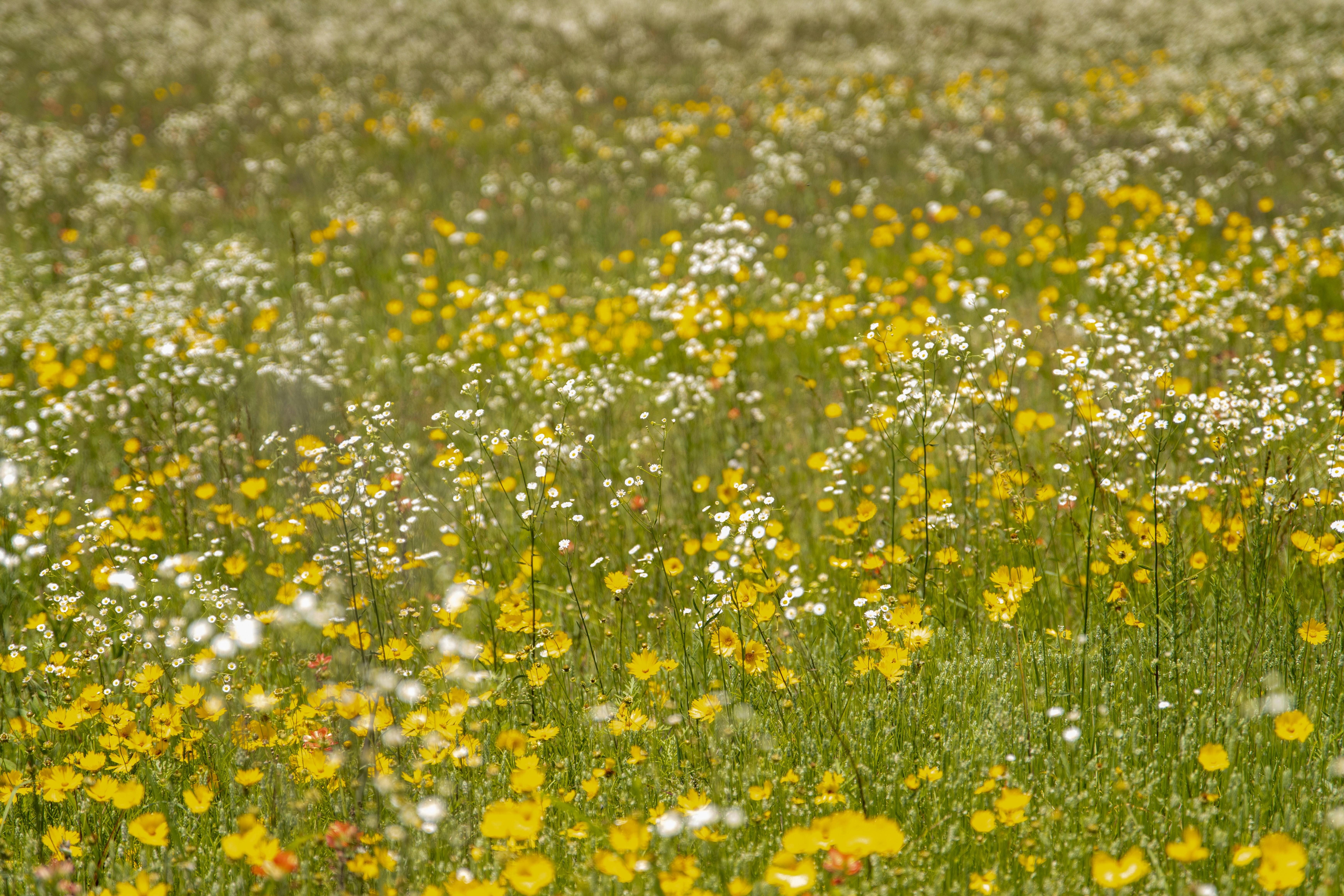 500+ Flower Field Pictures [HD] | Download Free Images on Unsplash