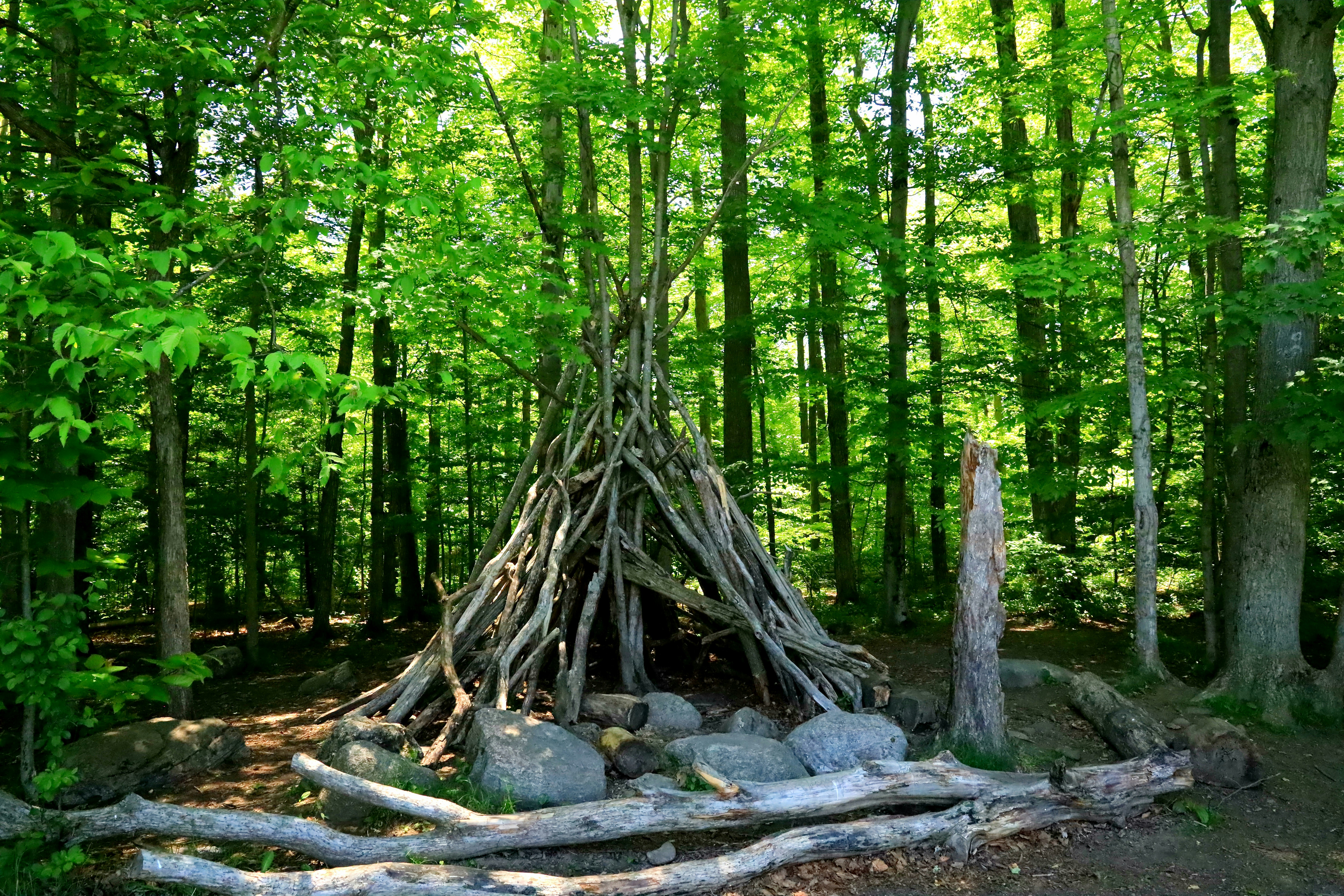 A teepee in the middle of a forest filled with trees photo – Free Plant ...