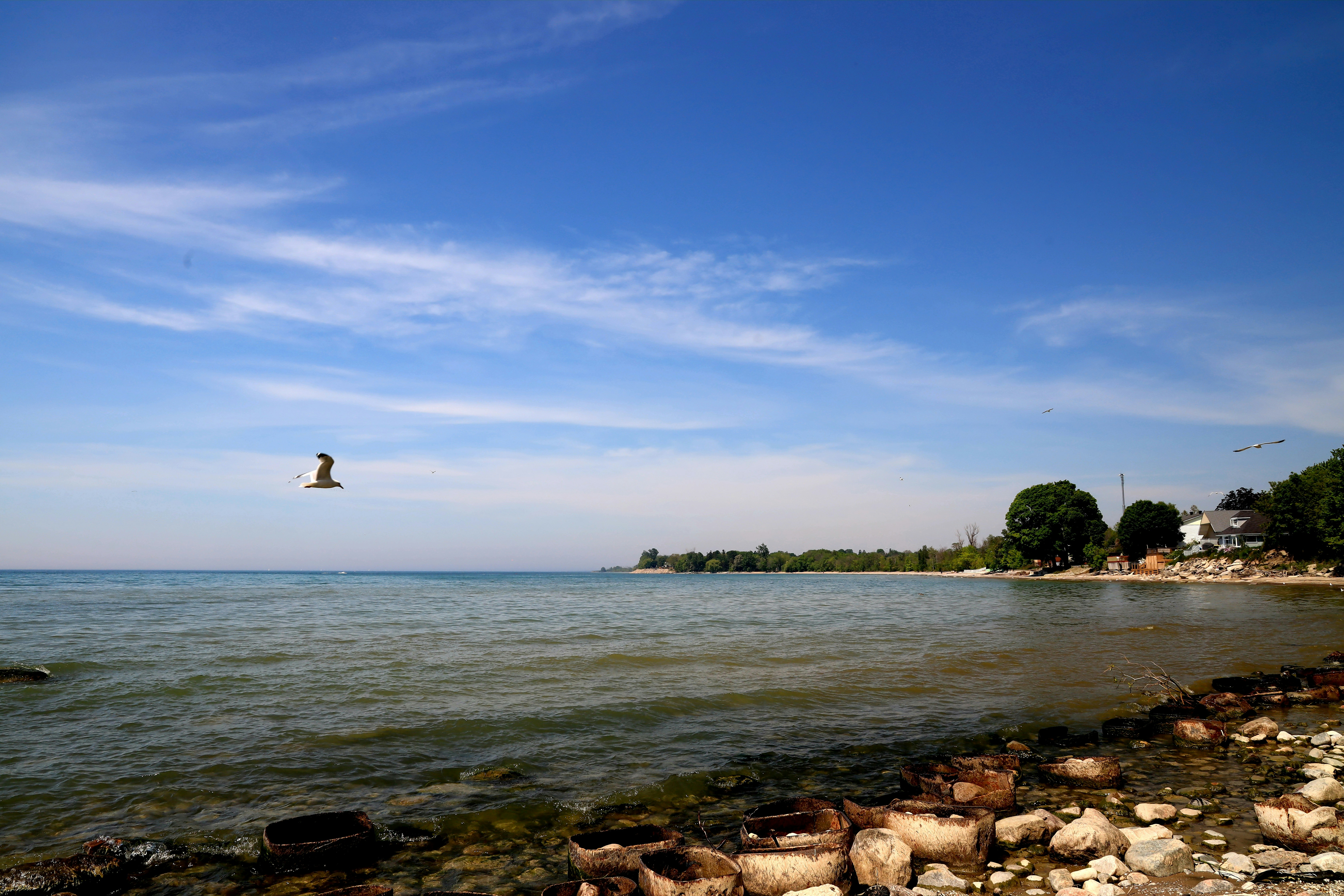 Seabreeze Lift: A lone gull over calm coastal waters
