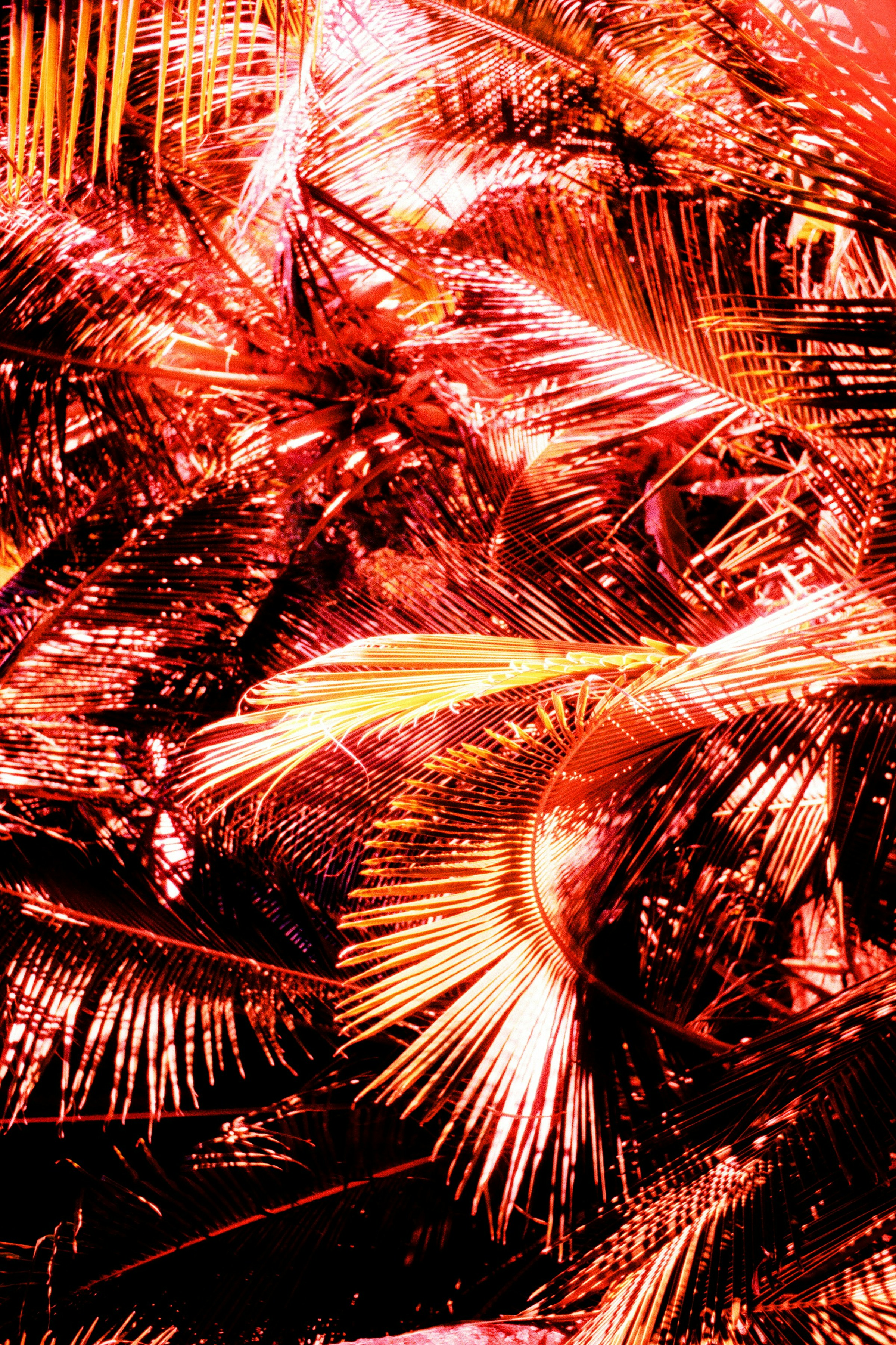 Dense crimson palm fronds fill the frame, creating a lush, saturated canopy with warm tones and high contrast.