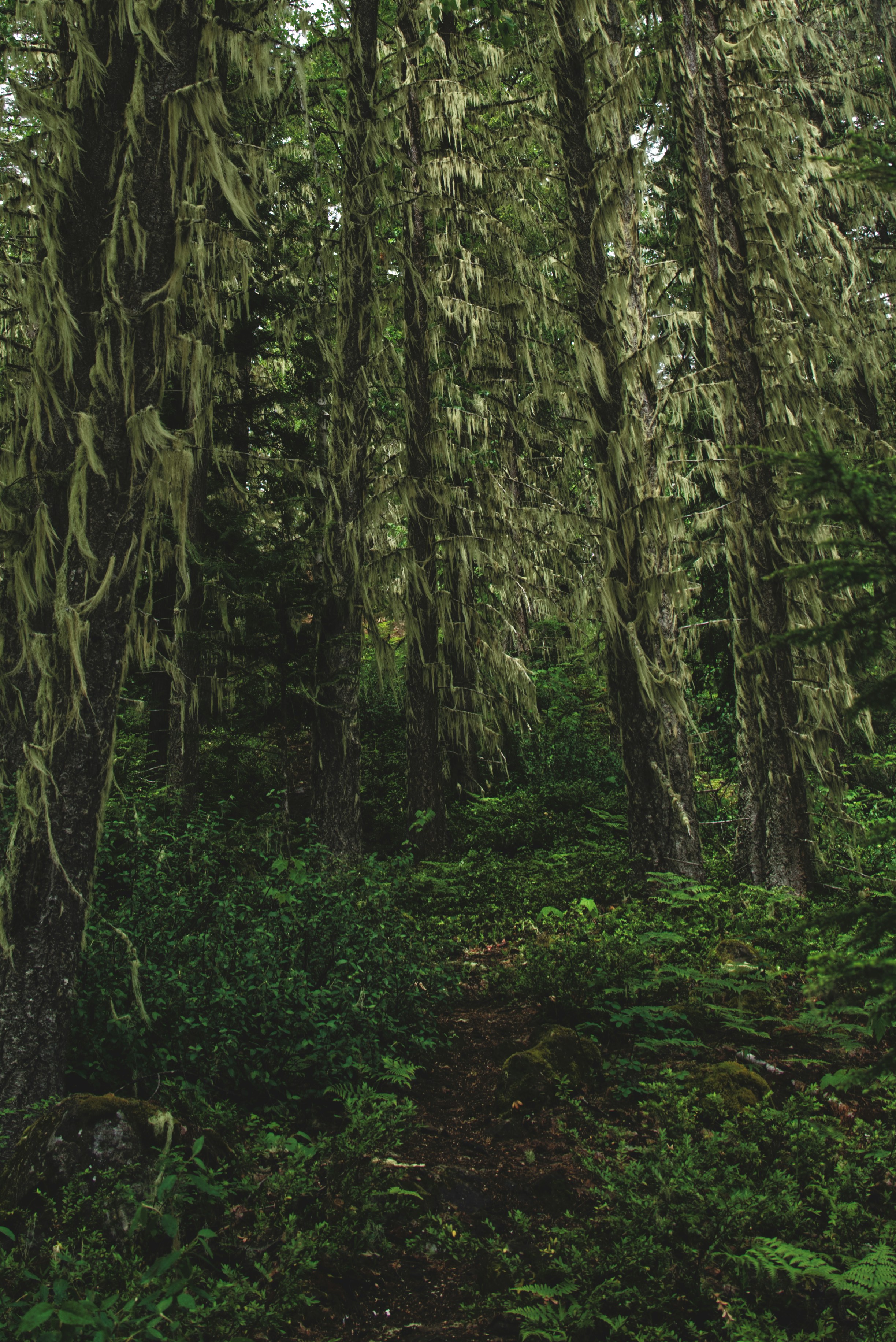 Lush green forest with moss-covered trees and a winding path, inviting exploration and tranquility.