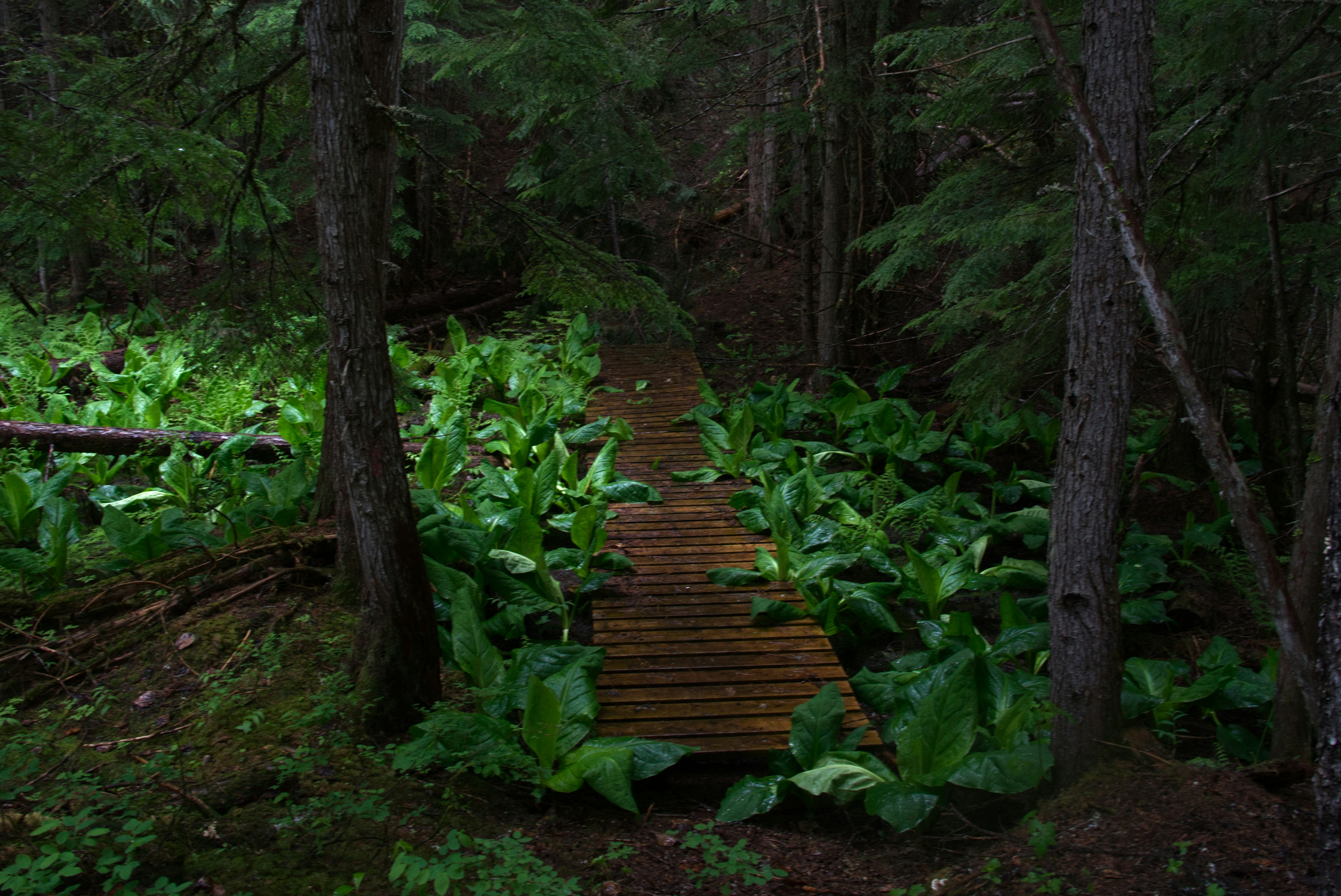 Wooden pathway surrounded by lush green foliage in a tranquil forest setting.
