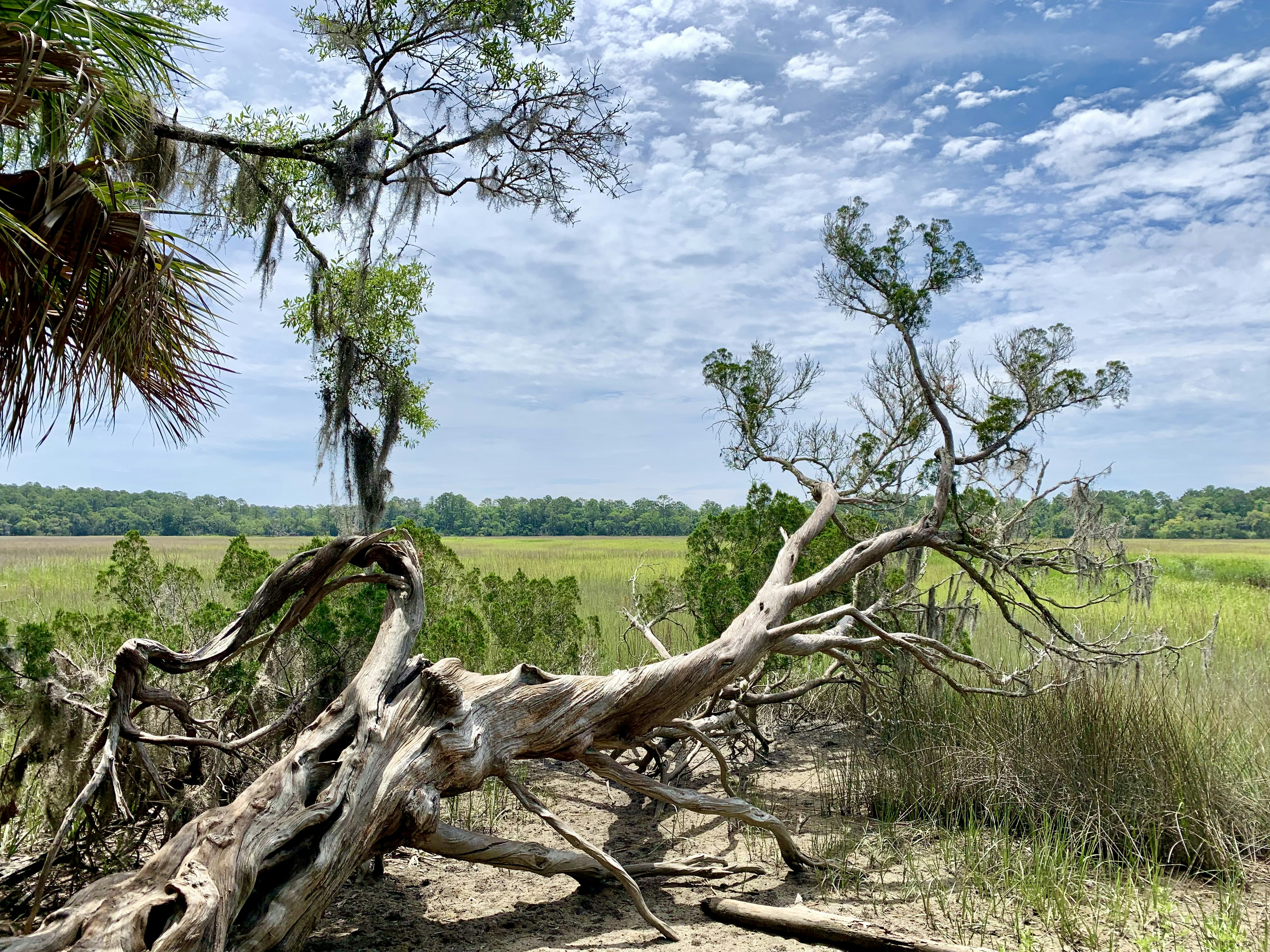 A fallen tree in the middle of a field photo – Free Savannah Image on ...