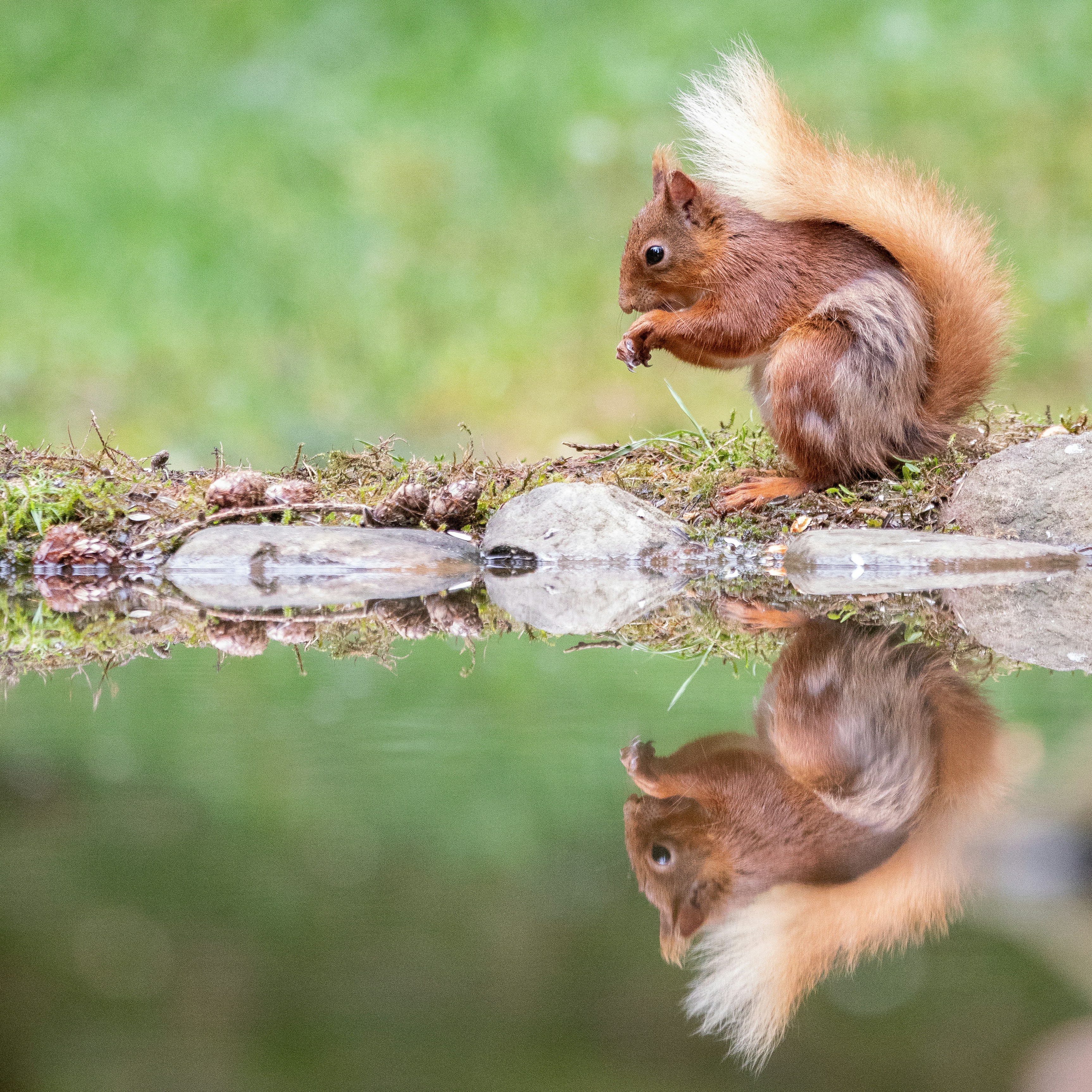 Squirrel on the Shore: Nature’s Mirror in a Quiet Pond