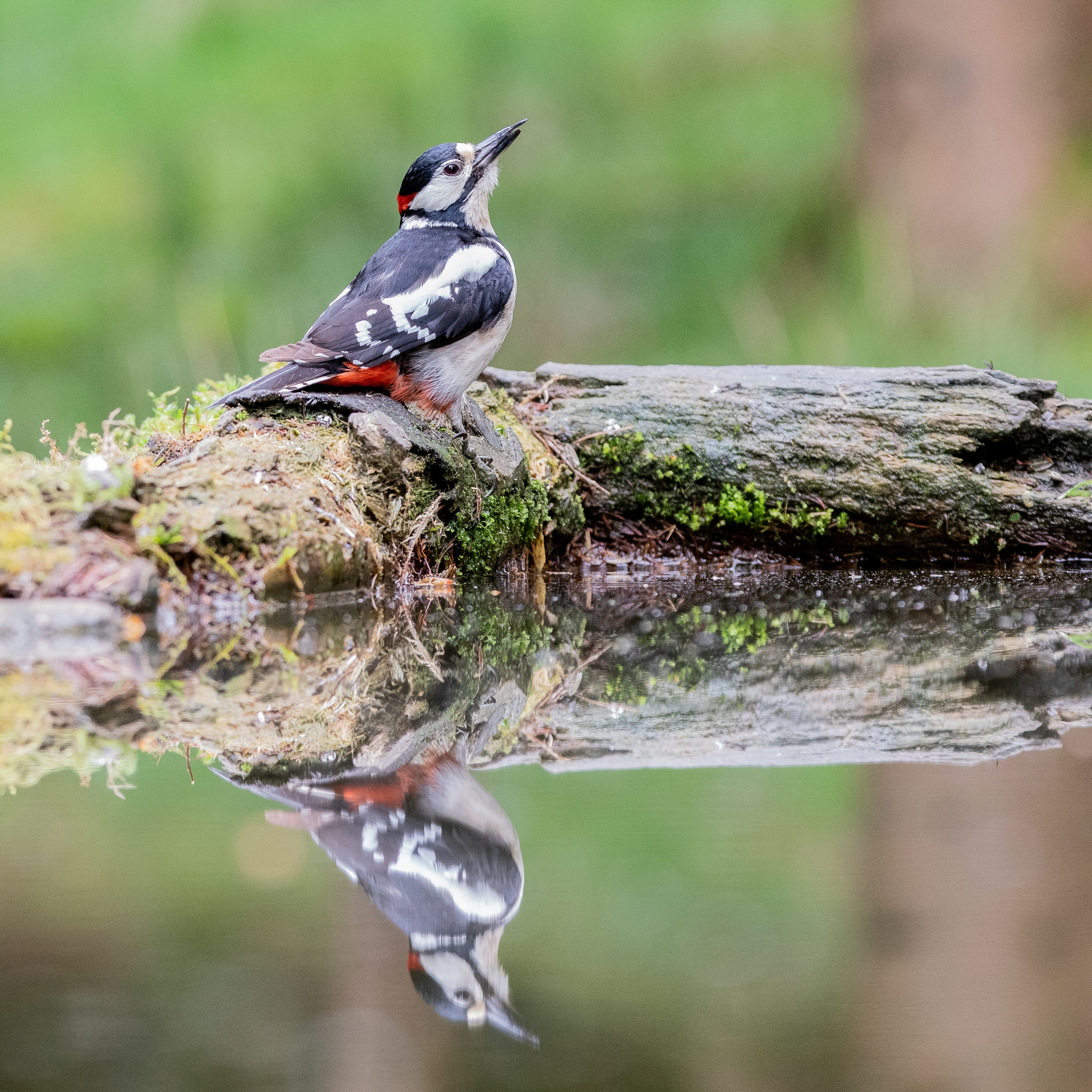 Great Spotted Woodpecker on a Mossy Log, Reflected in a Silky Pond