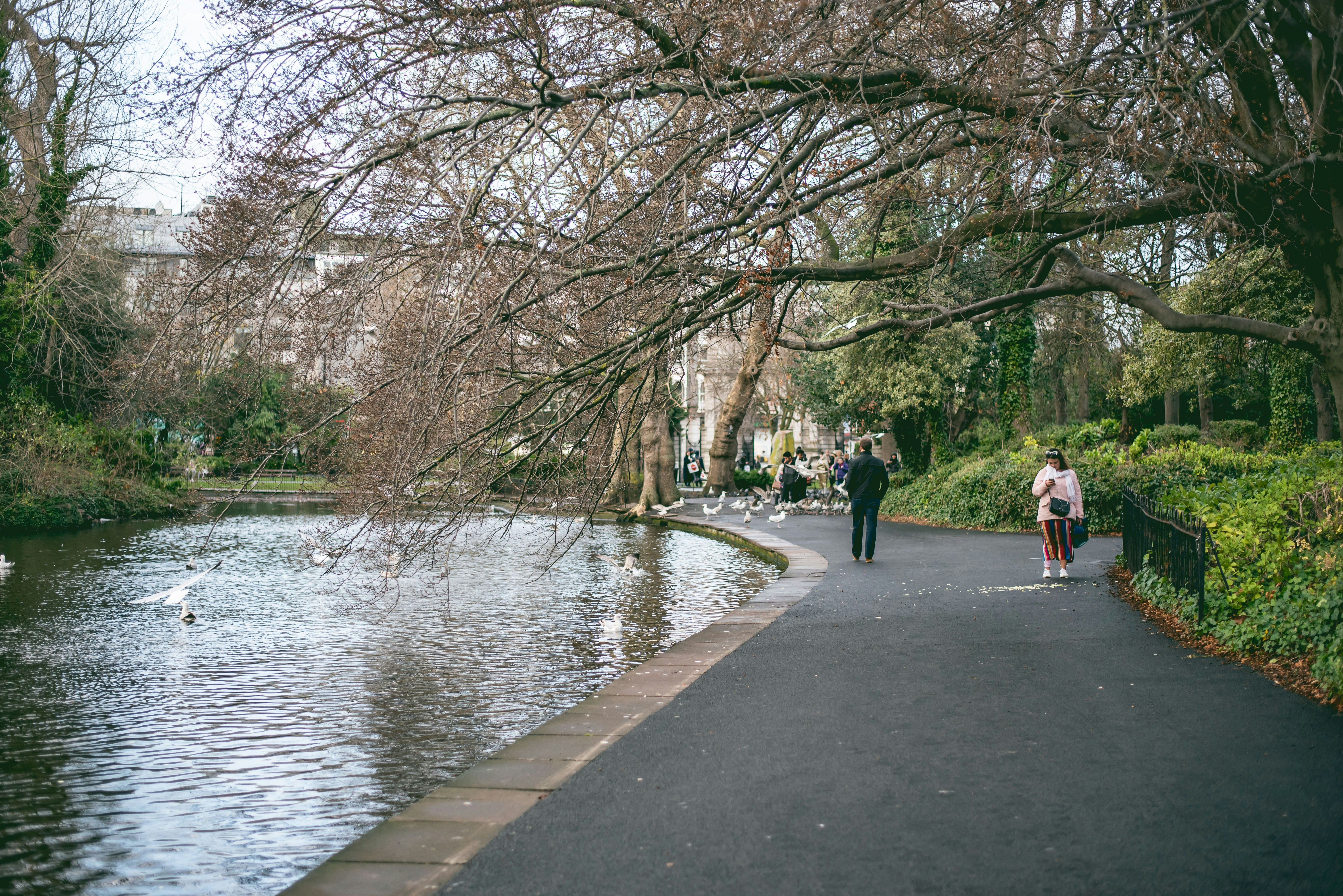 A tranquil scene featuring a tree-lined path beside a calm river, with pedestrians strolling and swans gliding on the water. 