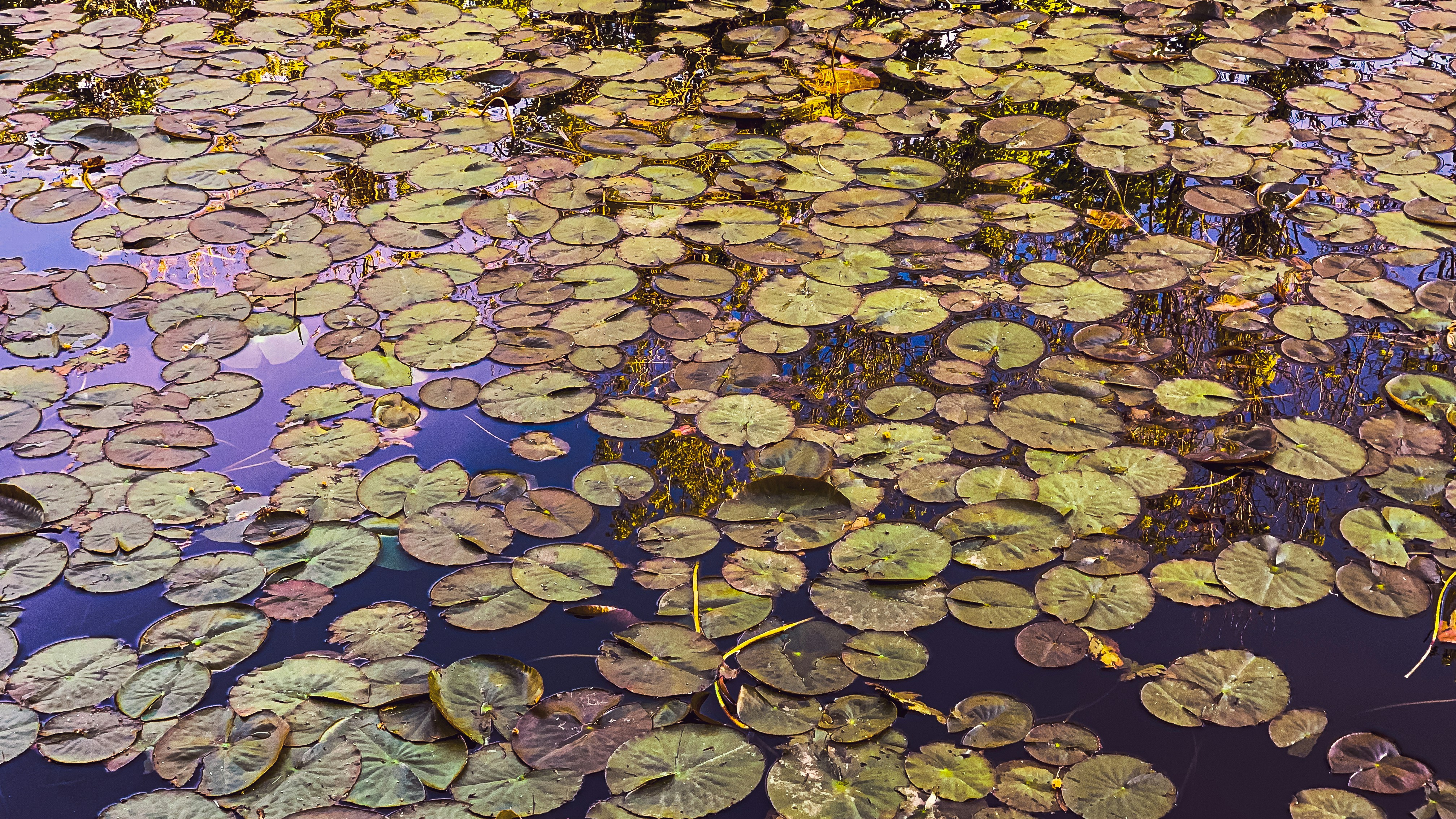 Lily Pad Mosaic: Quiet Reflections Across a Floating Garden