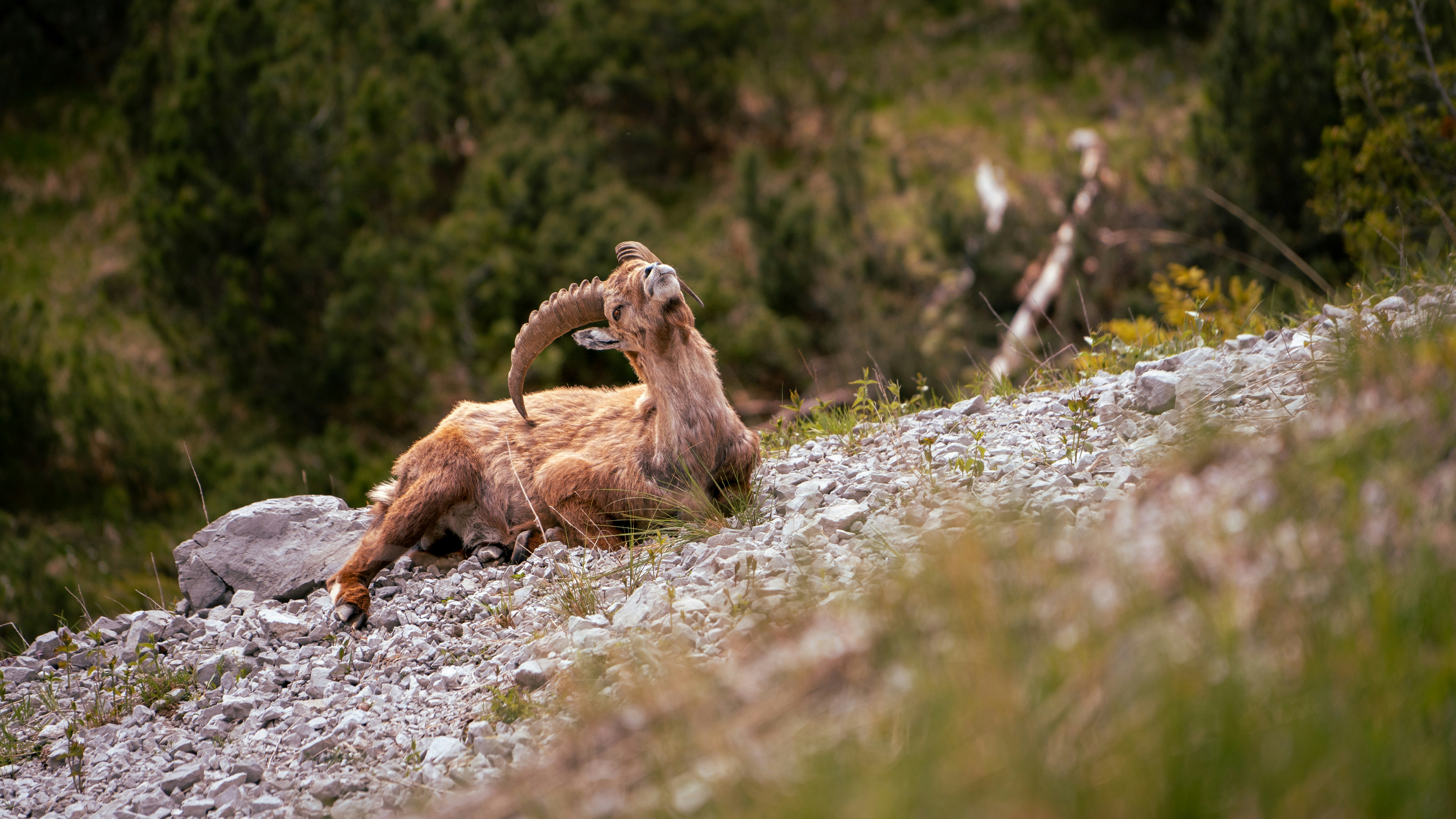 A ram laying down on a rocky hillside photo – Free Innsbruck Image on ...
