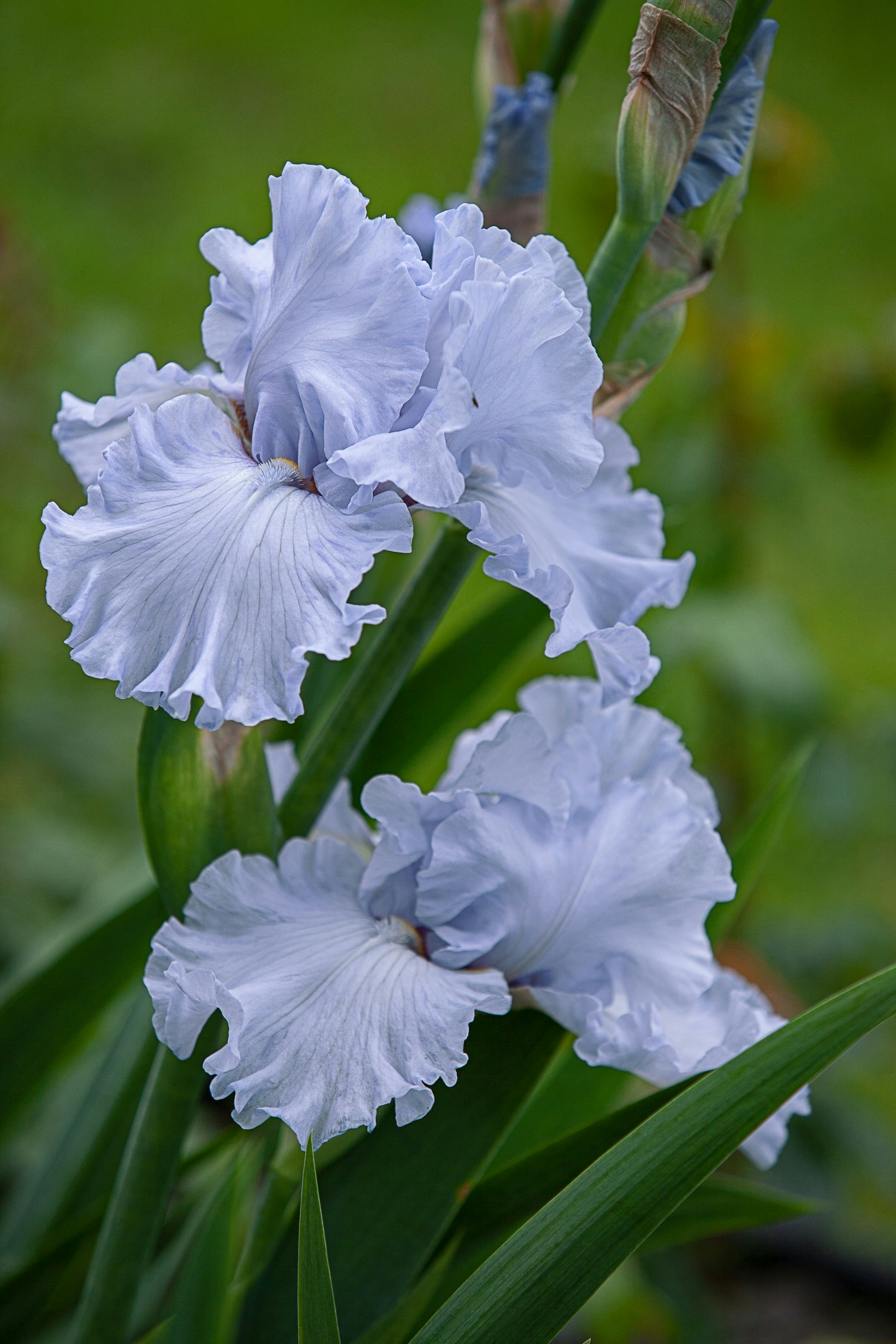 Whisper-blue Iris: Lace-like Petals in a Quiet Green