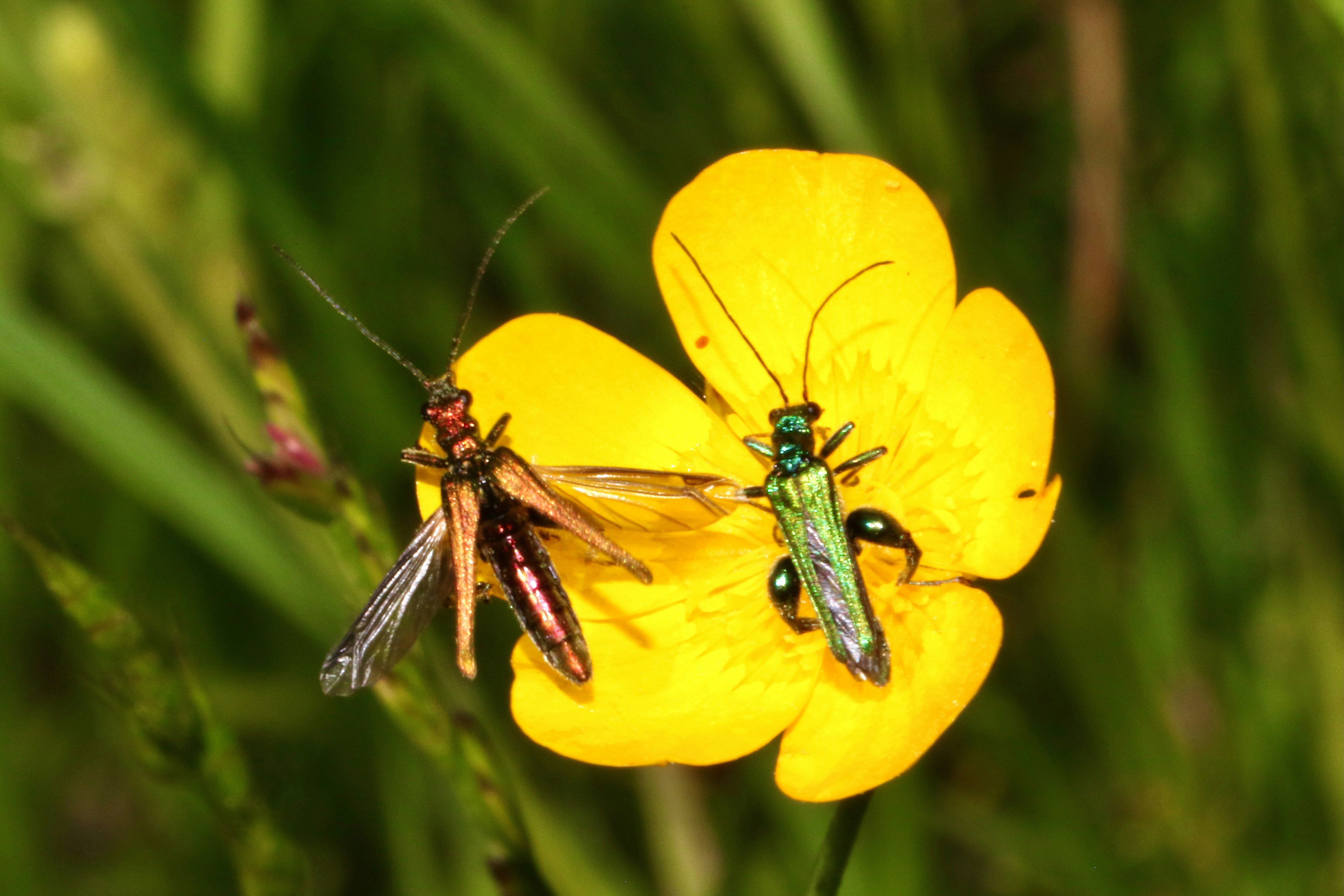 Iridescent Duet on a Sunlit Yellow Bloom