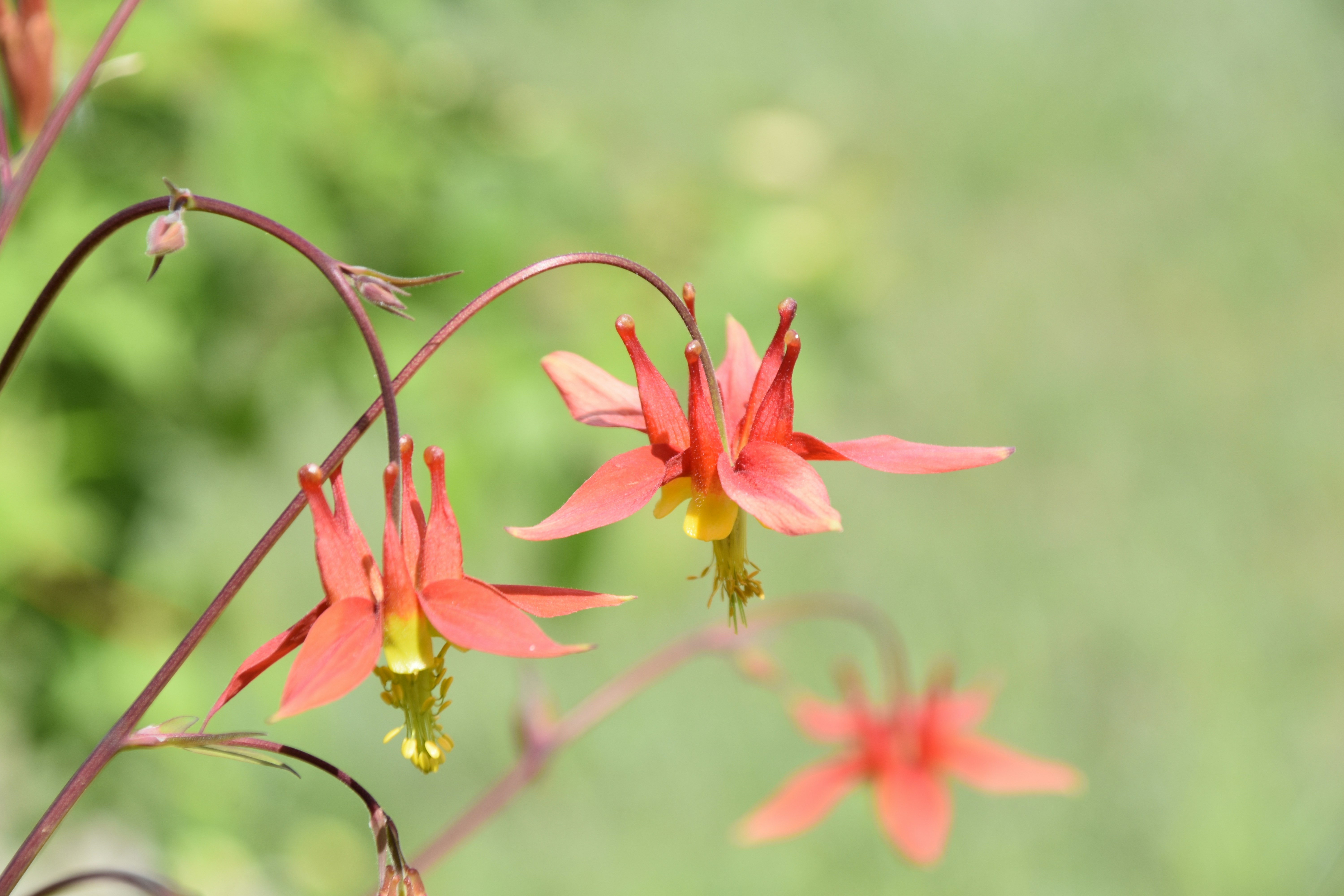 Delicate red columbine flowers with slender stems against a soft green background.