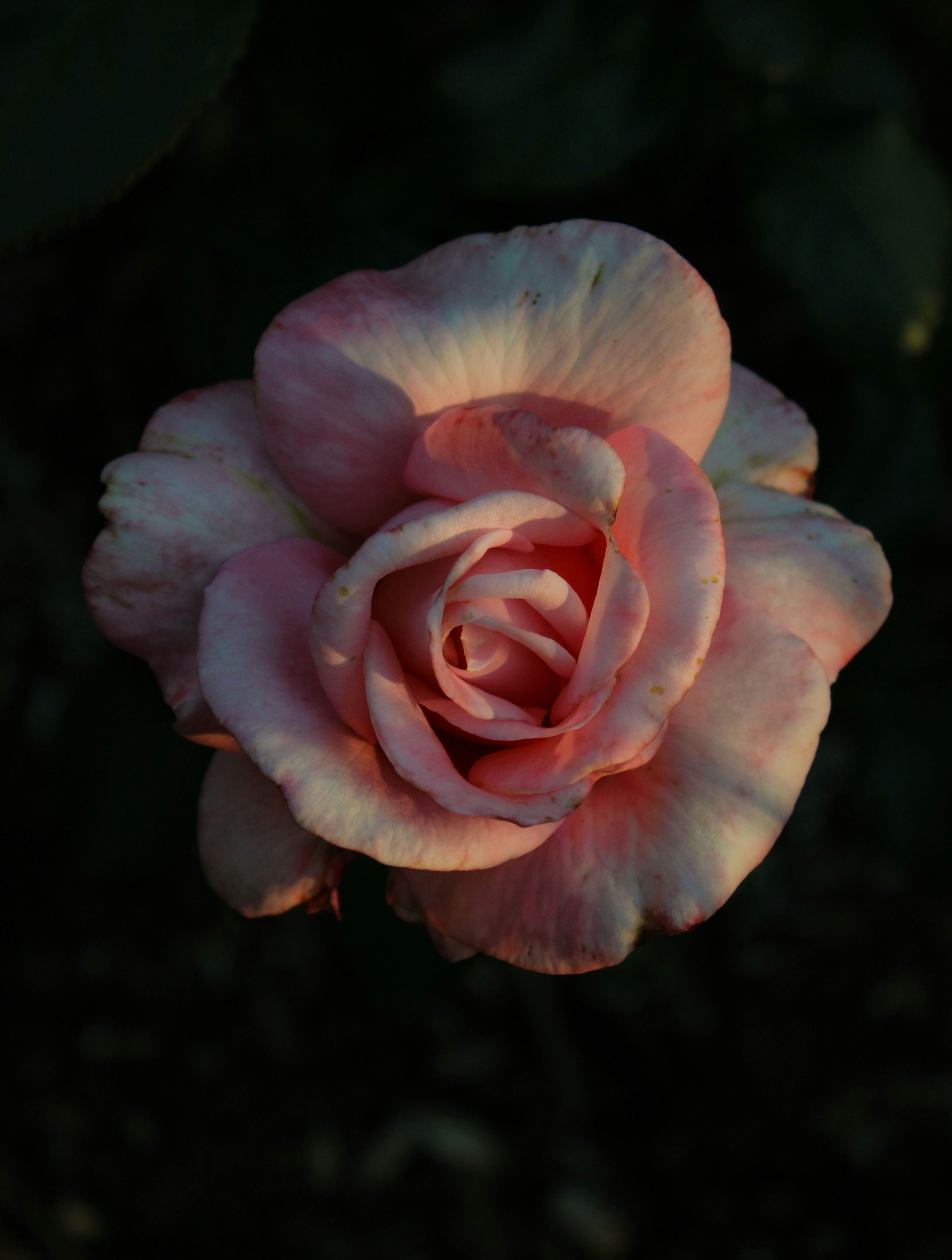 Twilight Blush: a rose bathed in quiet shadow