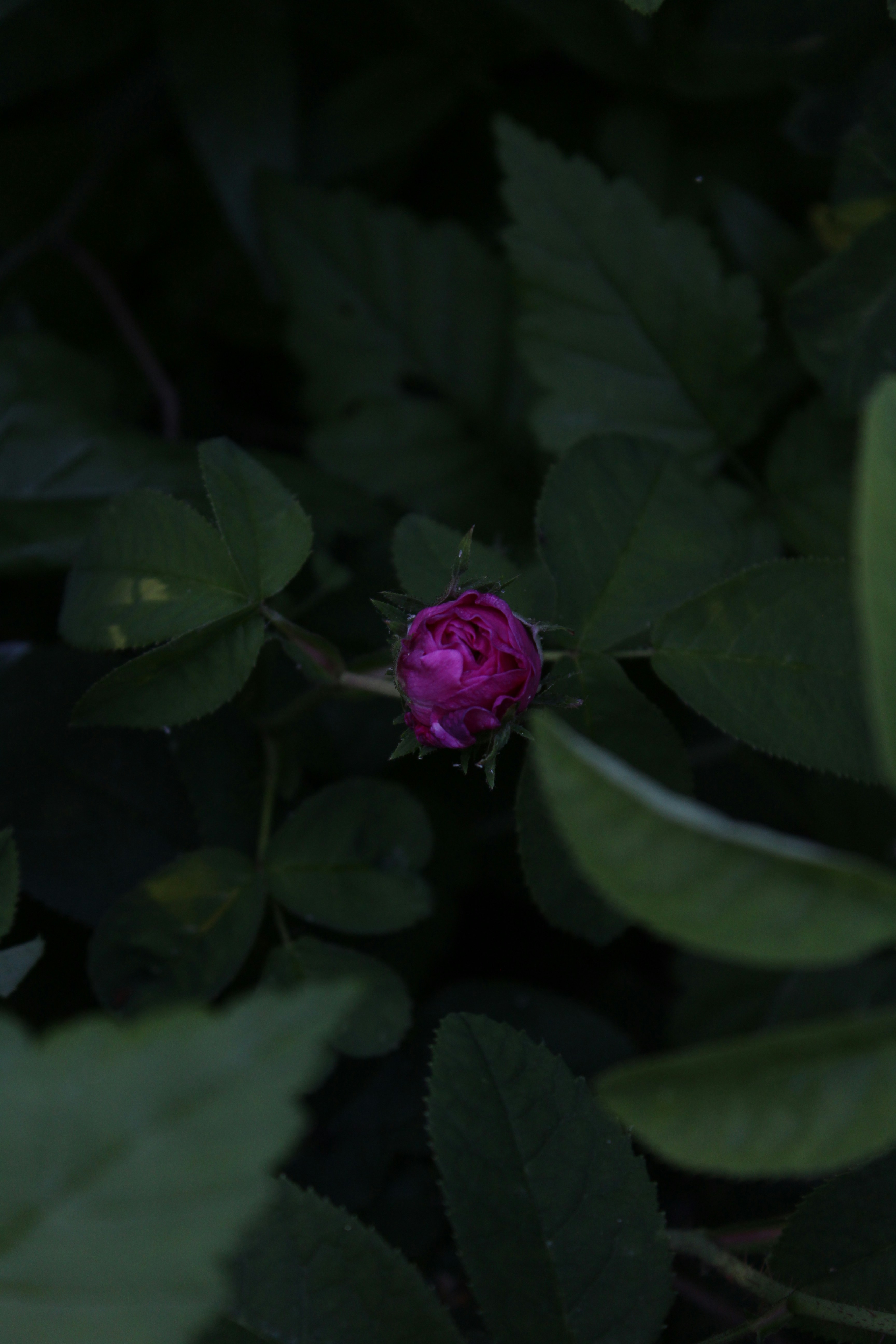 a single pink flower sitting on top of green leaves
