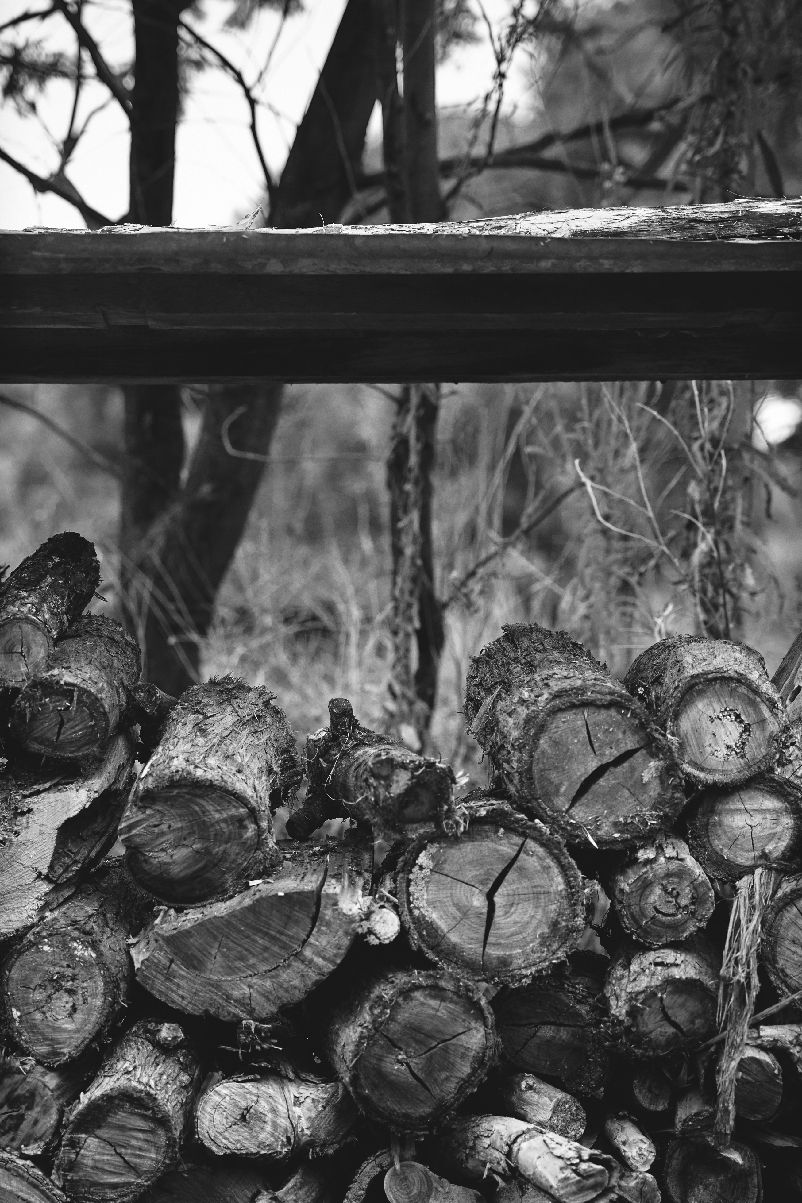 End-Grain Portrait: Weathered Logs Under a Silent Beam