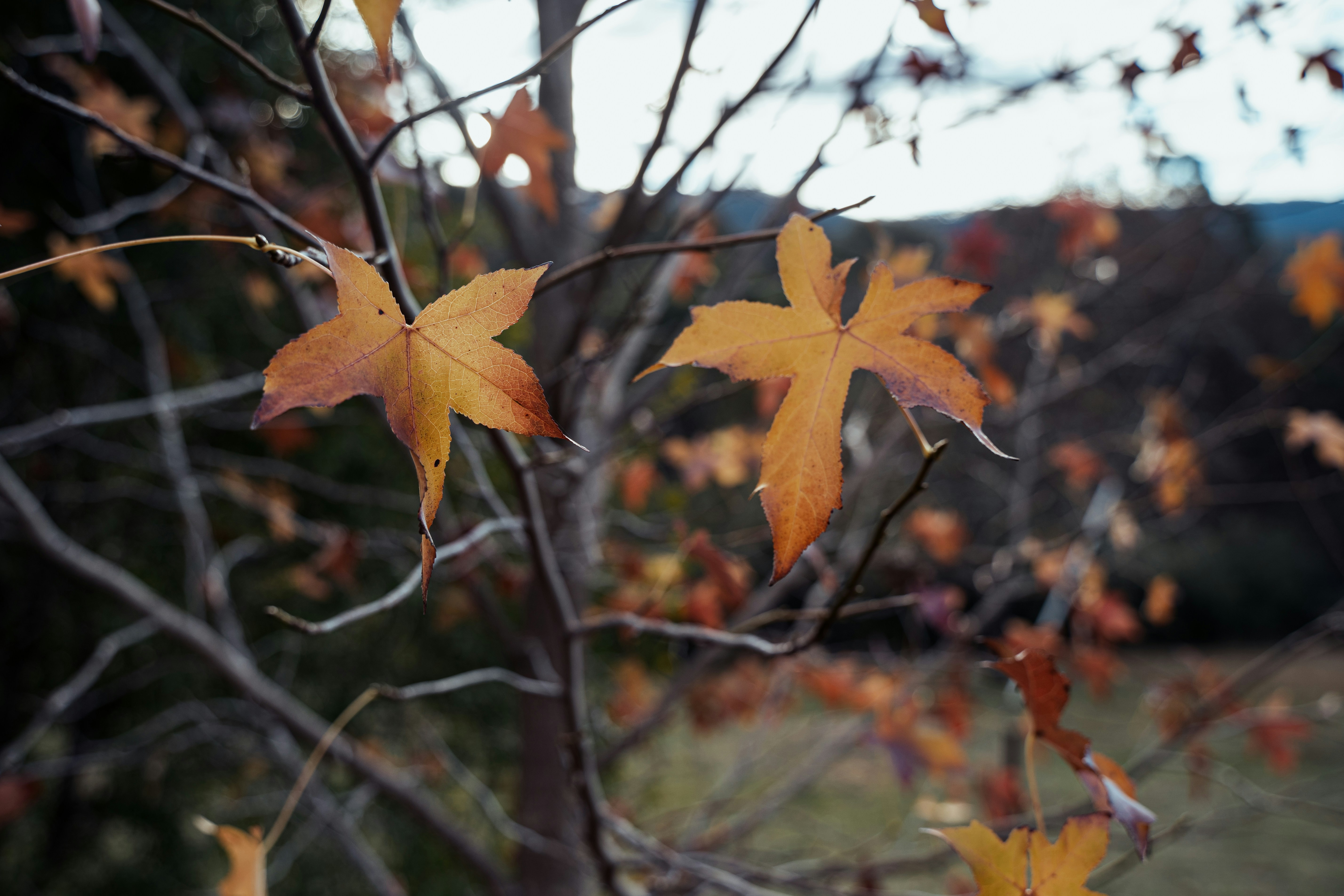 Autumn's Golden Whispers