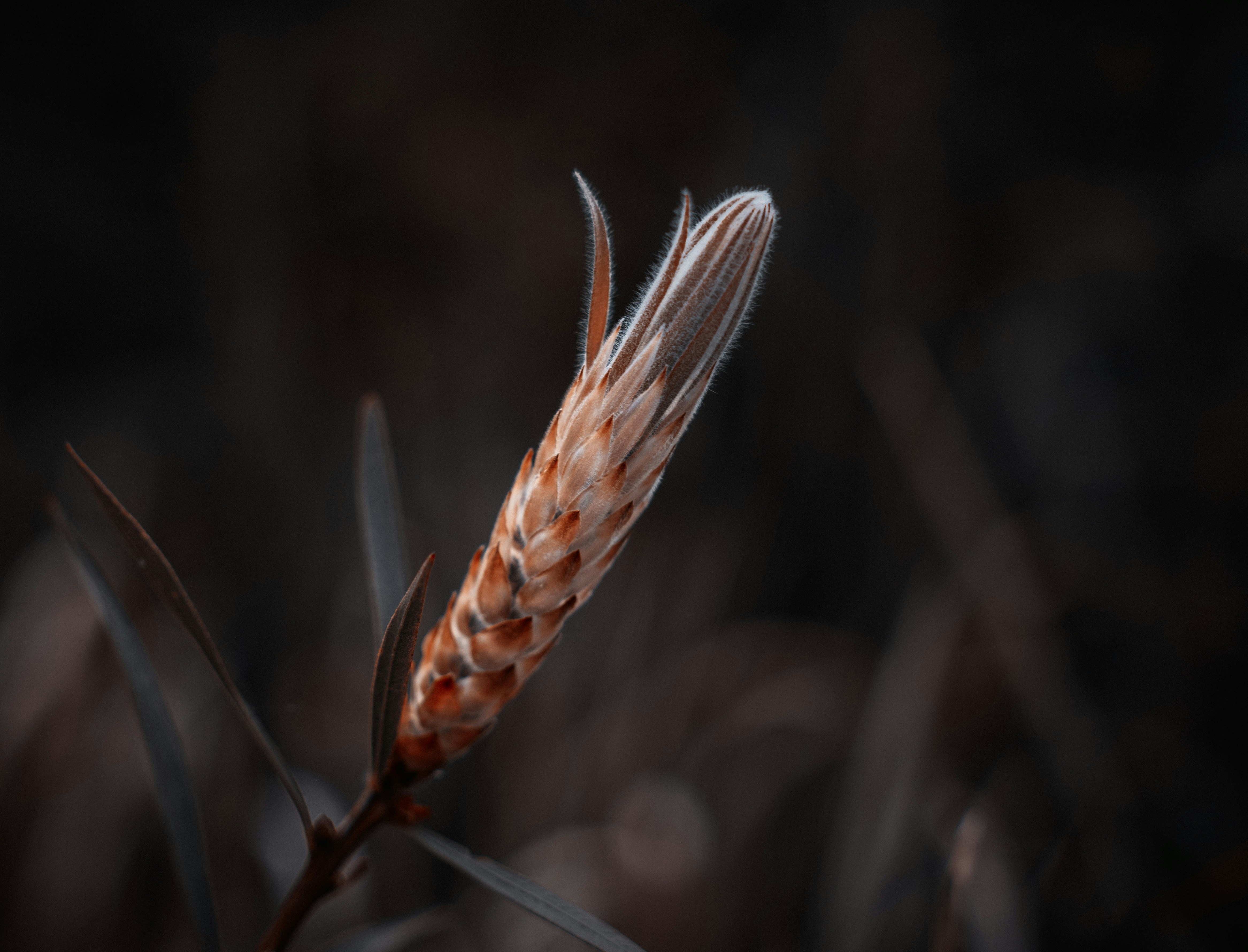 Foto Ave del paraíso marrón y blanca en fotografía de primer plano ...