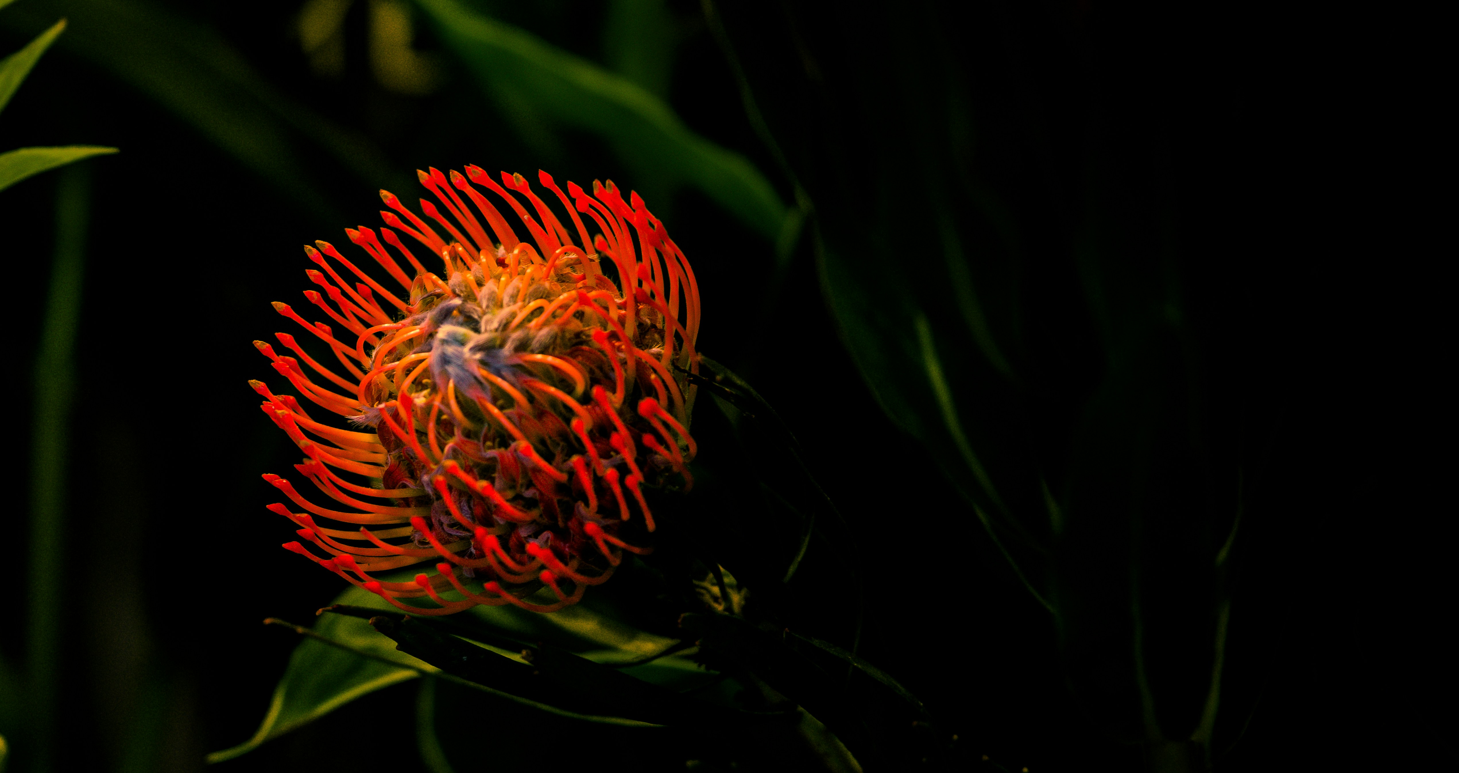 Vibrant red and orange flower with intricate petals against a dark background, highlighting its unique structure and colors.