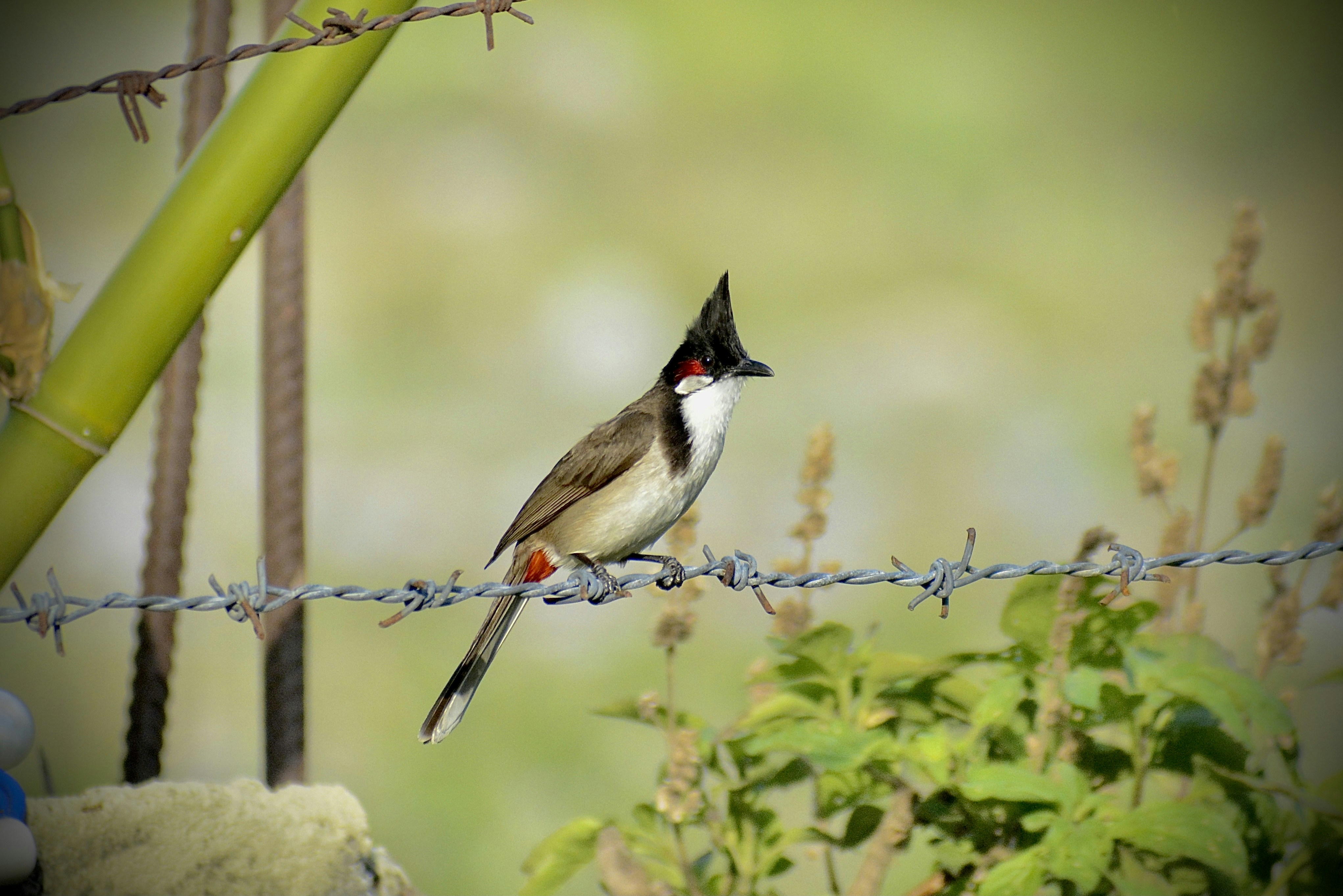 A Red-vented Bulbul perched on barbed wire, surrounded by lush greenery, showcasing its distinctive crest and vibrant markings.