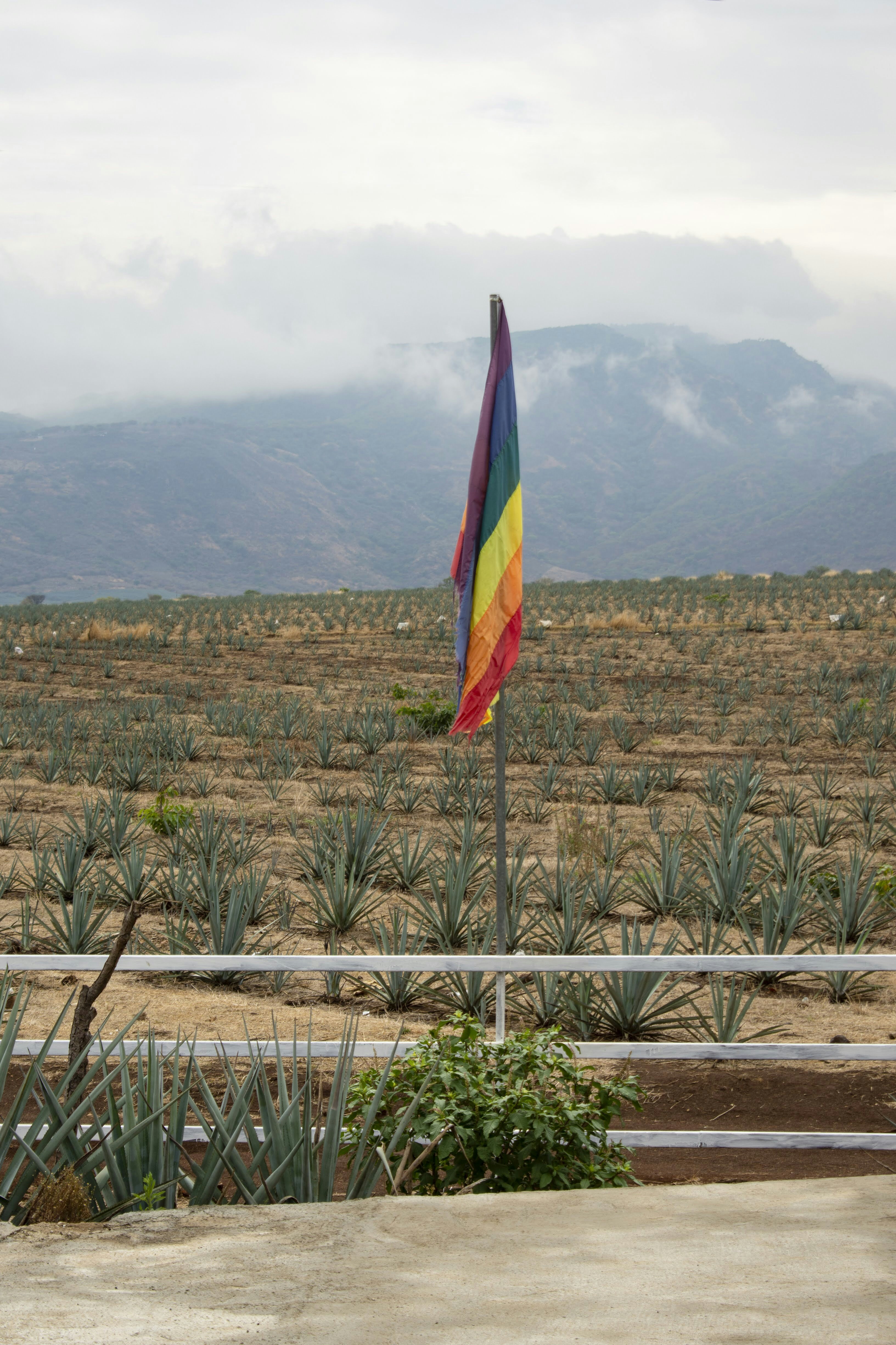 Colorful flag waving in the foreground, set against expansive agave fields and distant mountains under a cloudy sky.
