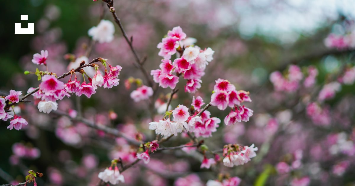 木にピンクと白の花が咲いているの写真 Unsplashの沖縄県の無料画像