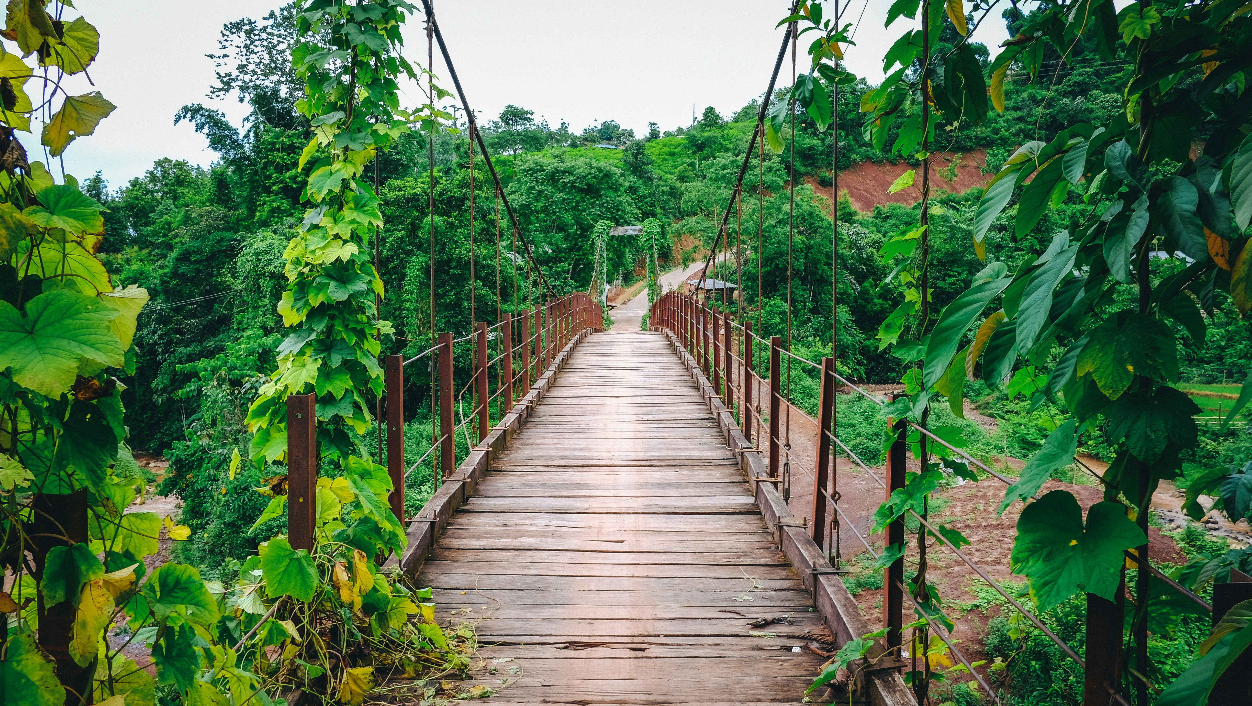A wooden suspension bridge fading into a lush green canopy